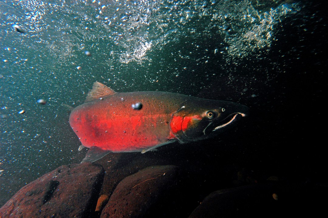 Salmon Be Dammed | Defenders of Wildlife