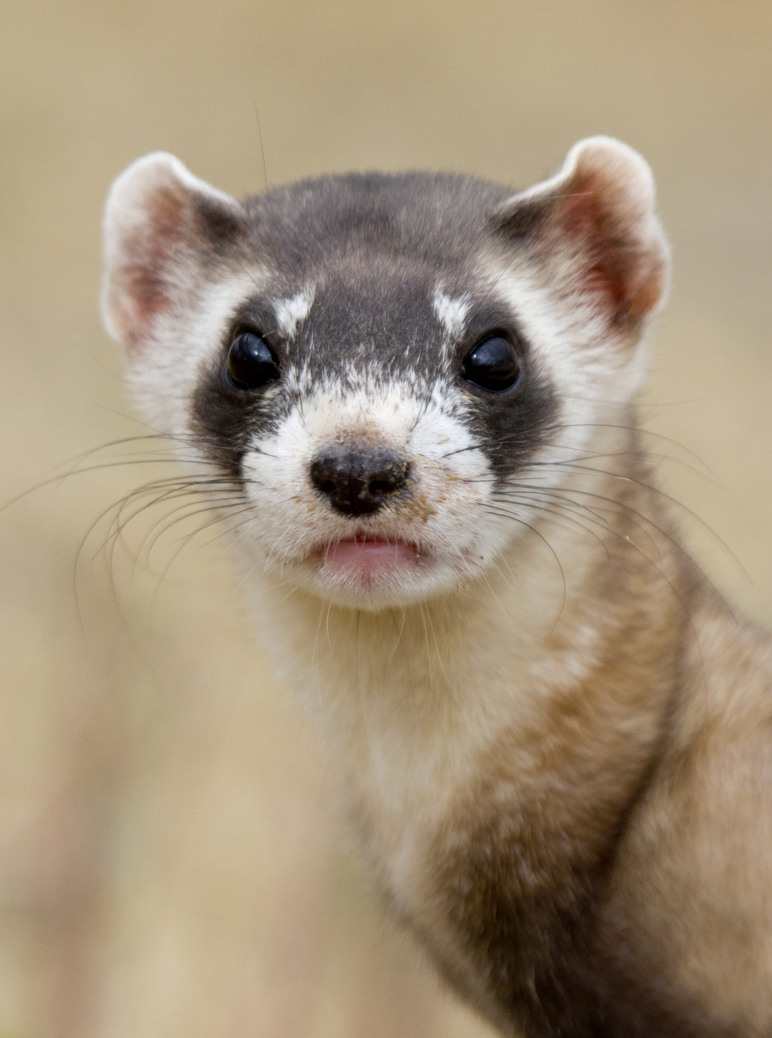 A Black-Footed Ferret Haven: South Dakota’s Conata Basin | Defenders of ...