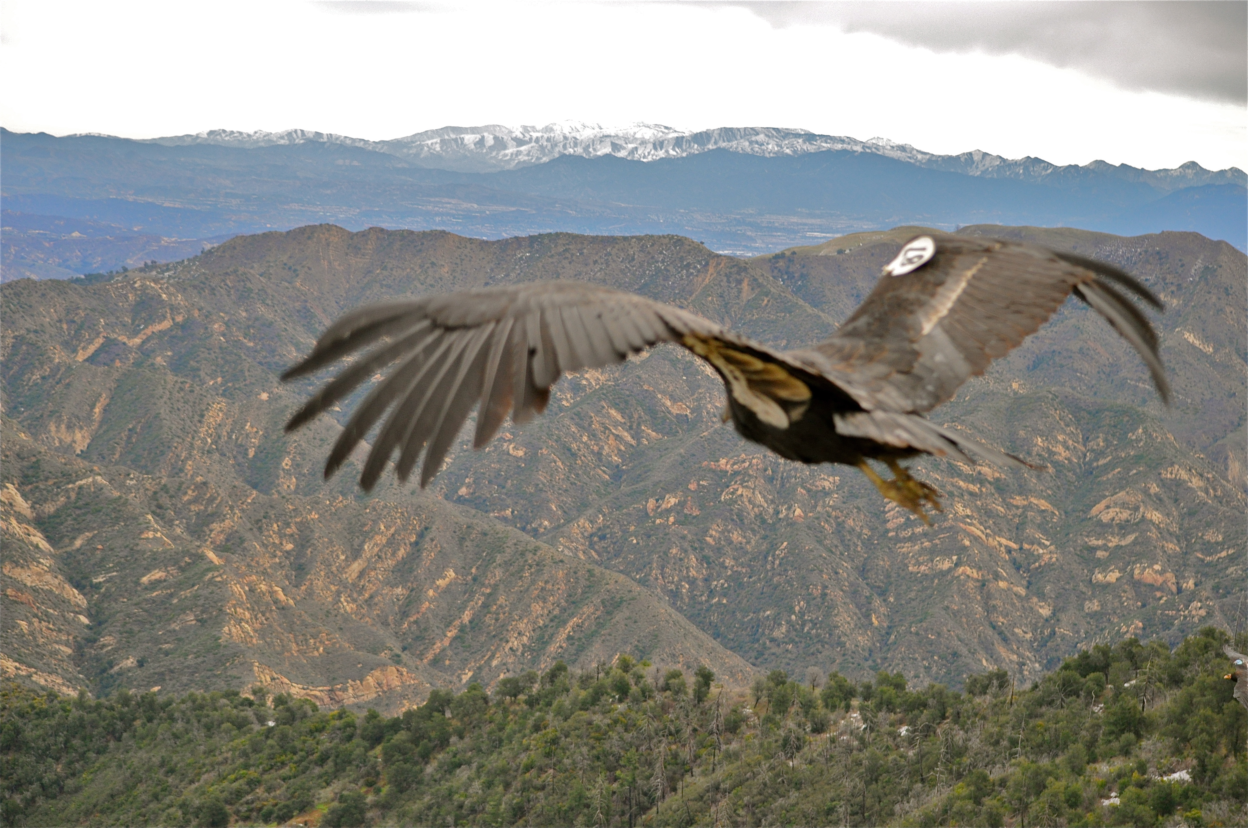 Coexisting with California Condors | Defenders of Wildlife