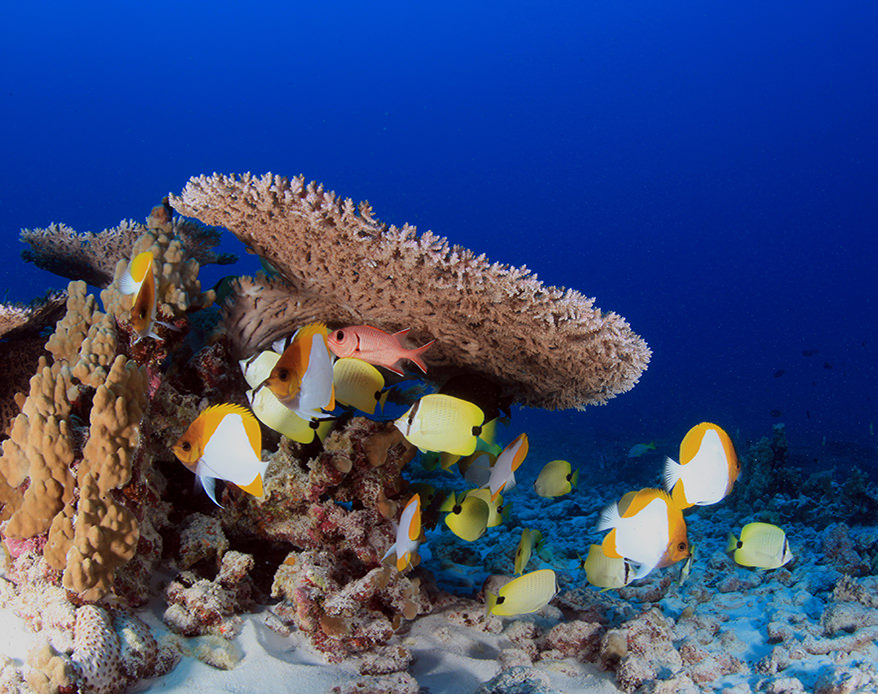 The Global Assault on Corals | Defenders of Wildlife