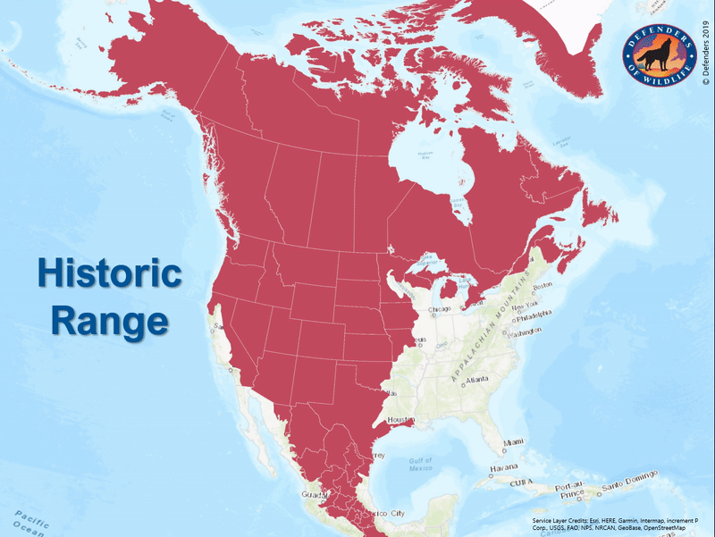 25 Reasons to Celebrate the Return of Wolves | Defenders of Wildlife