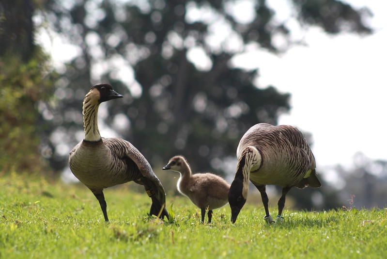 Rise of the Nēnē: Cautious Hope for Hawaii’s State Bird | Defenders of ...