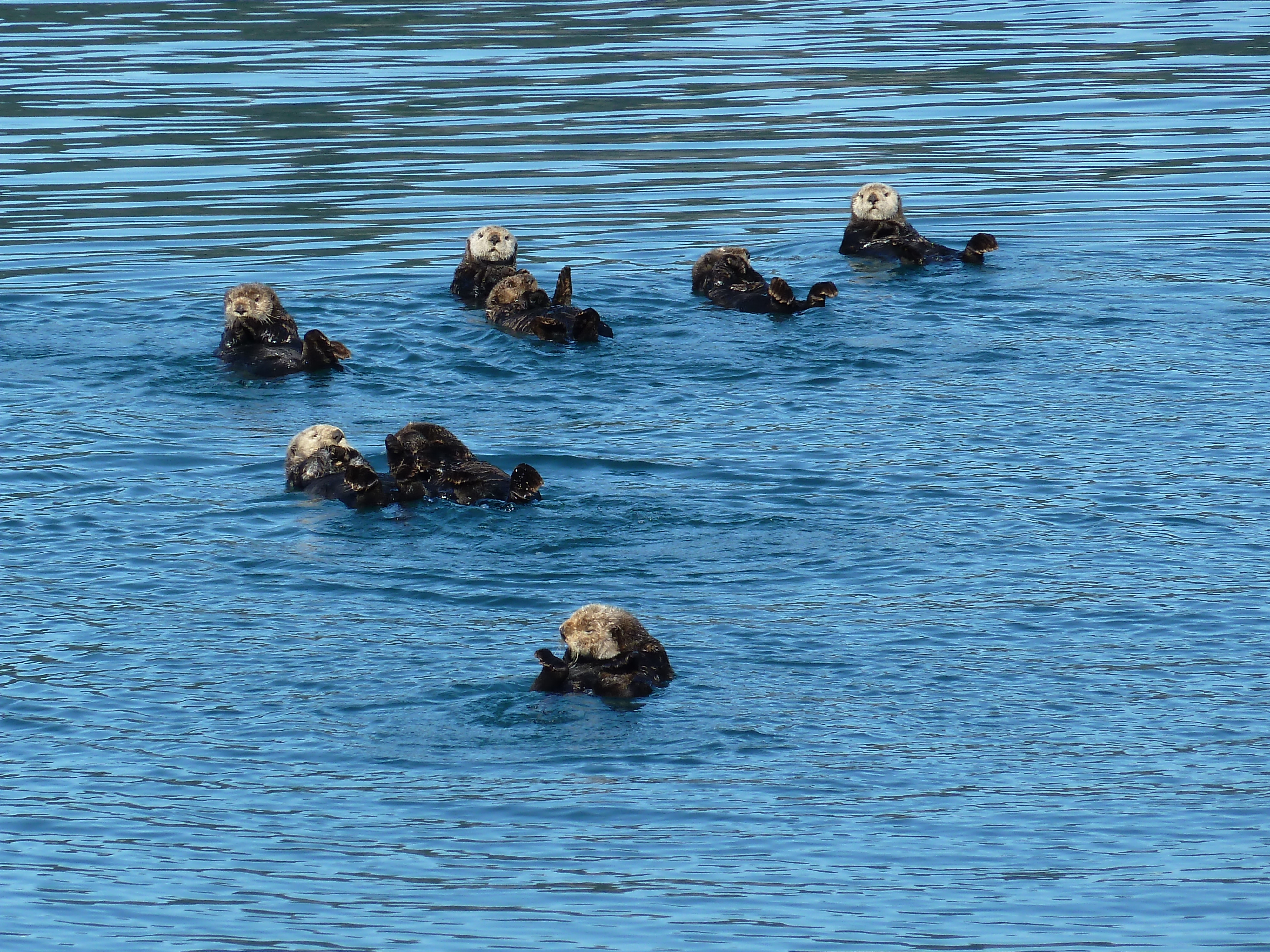 A New Chance to Protect Sea Otters Brings Andy to Defenders | Defenders ...