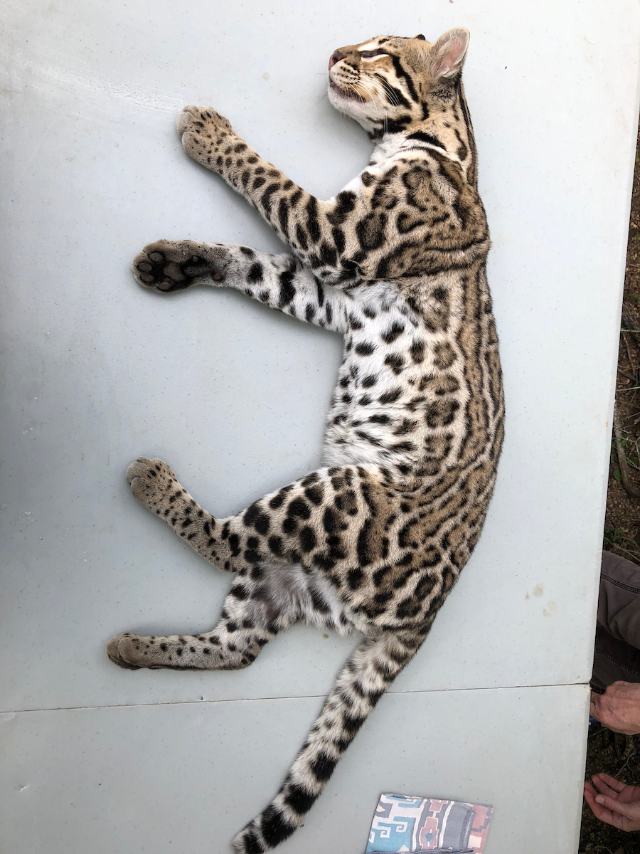 Spotting an Ocelot | Defenders of Wildlife