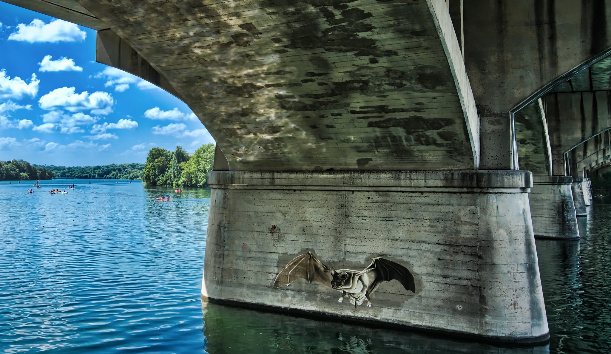 Celebrating Bat Week in Bat City, USA | Defenders of Wildlife