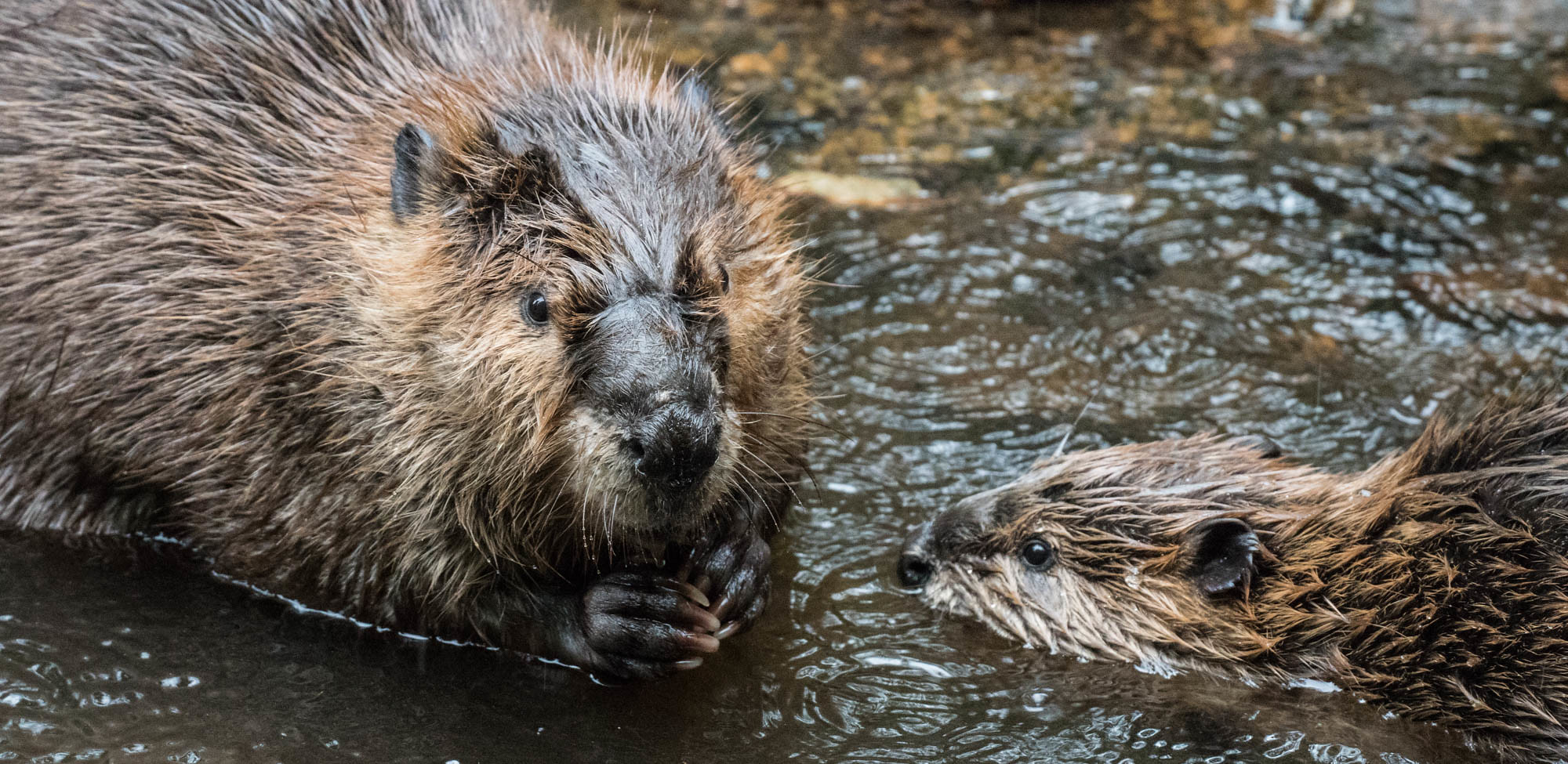 New Mexico Beaver Summit Captures Excitement, Momentum Around Beaver ...