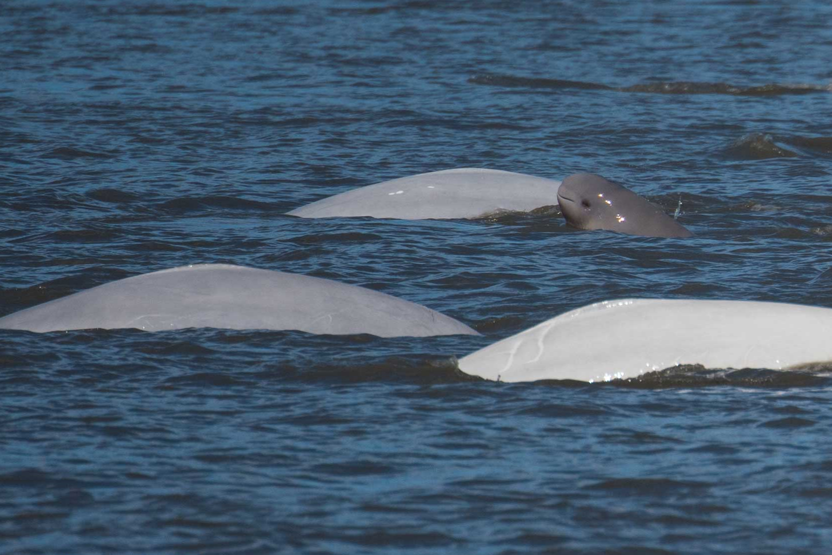 Beluga Surrogate Review Offers Hope for Species Recovery | Defenders of ...