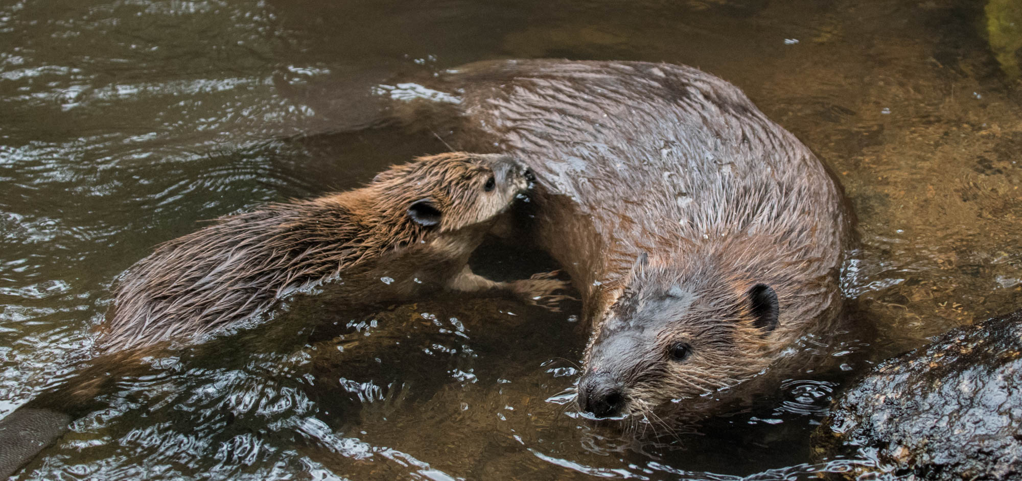 Traditional Farming Communities Coexist with Beavers | Defenders of ...