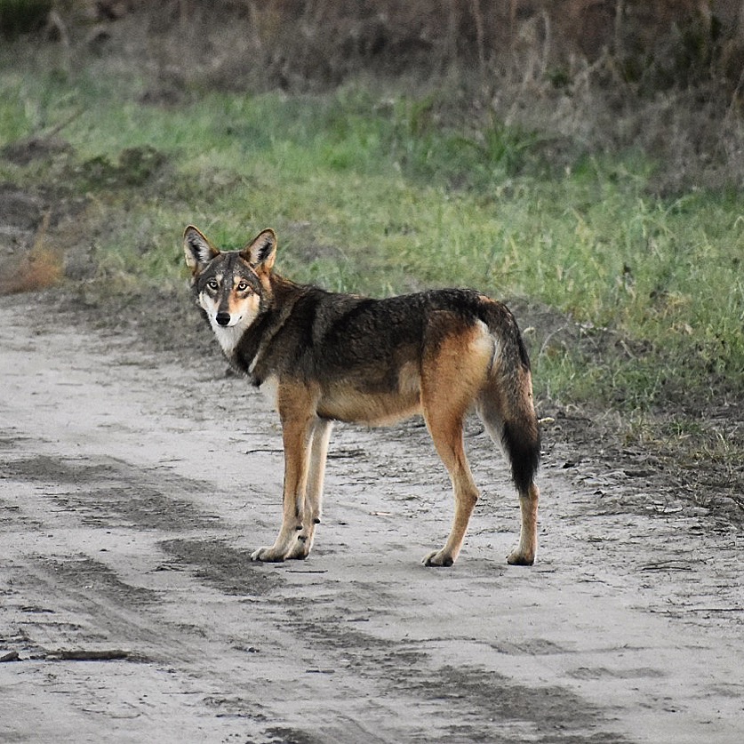 Love is in the Air in Red Wolf Country | Defenders of Wildlife
