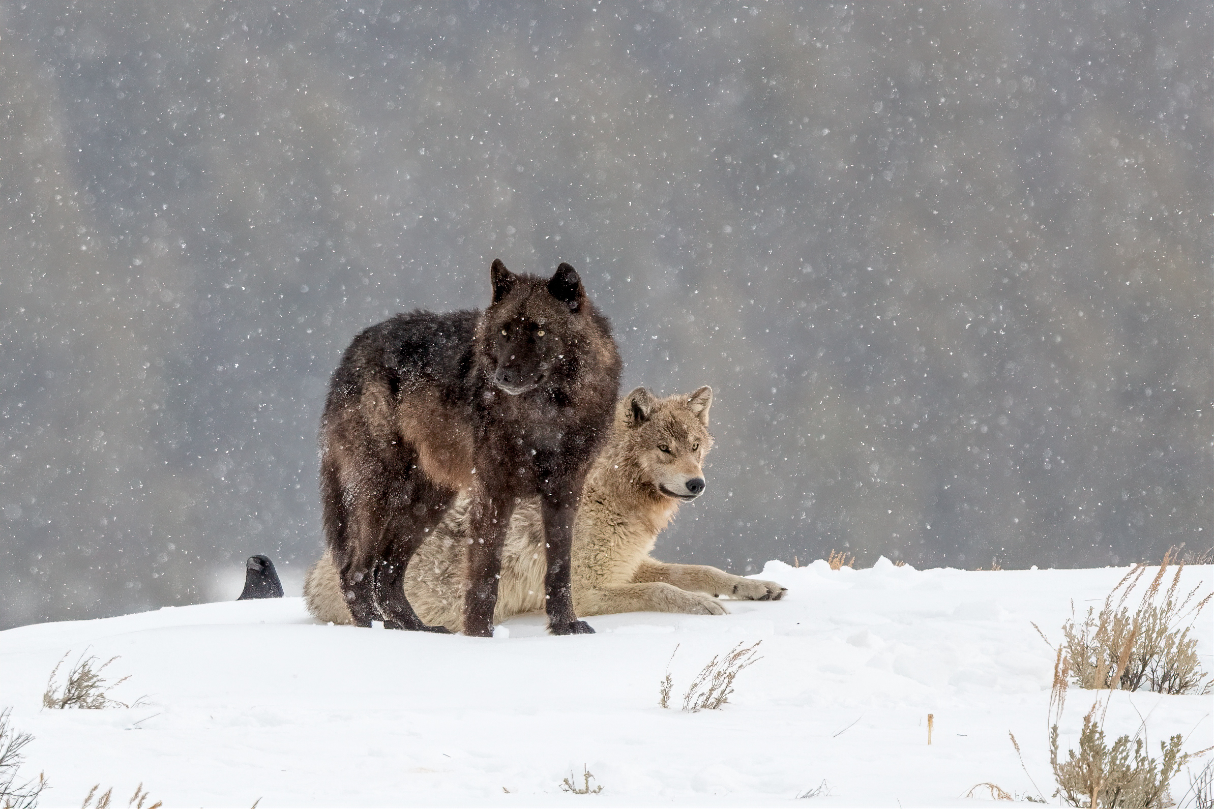 La Verdad Sobre los Lobos en Montana | Defenders of Wildlife