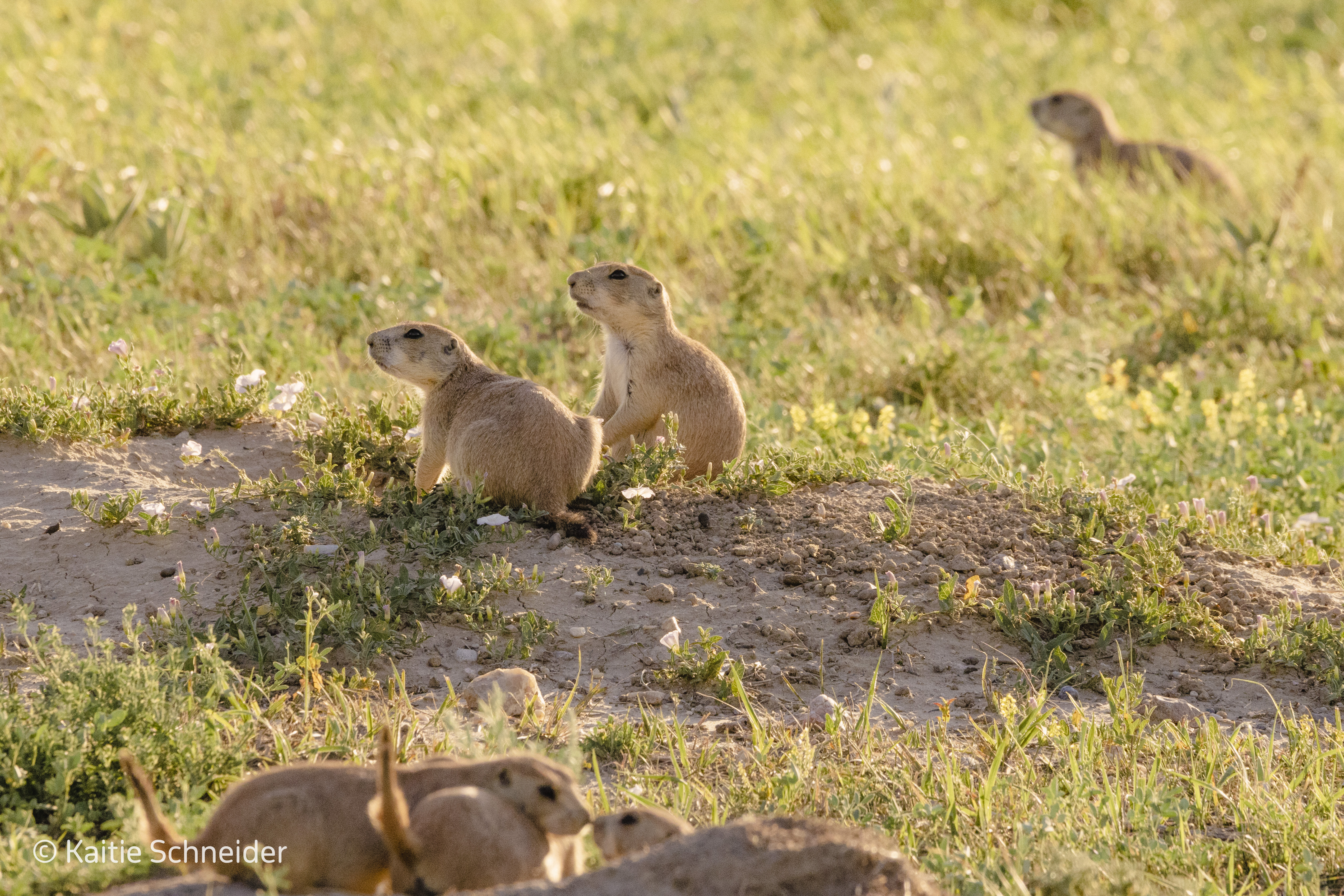 Prairie Dog Day: A Call to Action for America’s Grasslands | Defenders ...