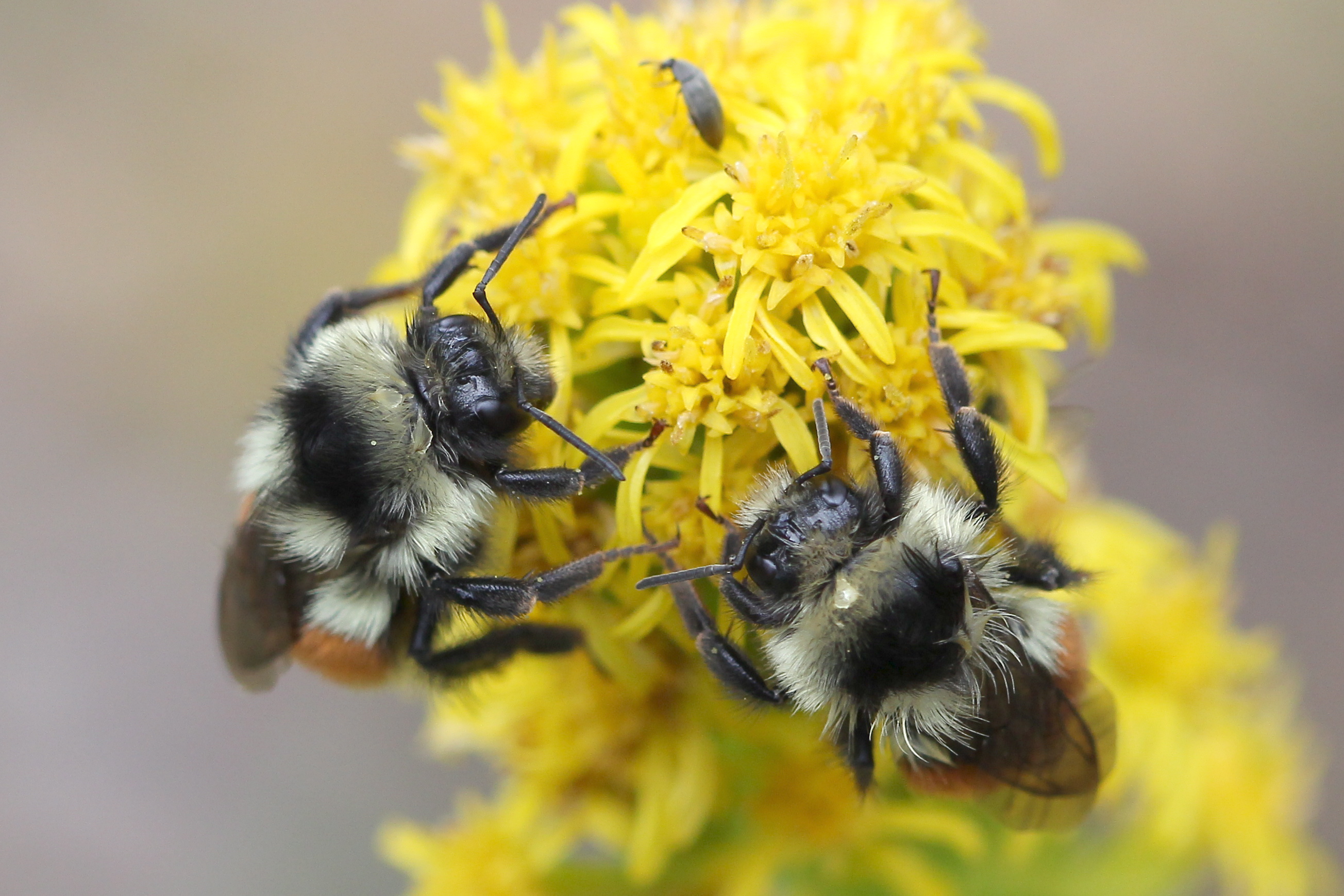 What is a Keystone Species? | Defenders of Wildlife