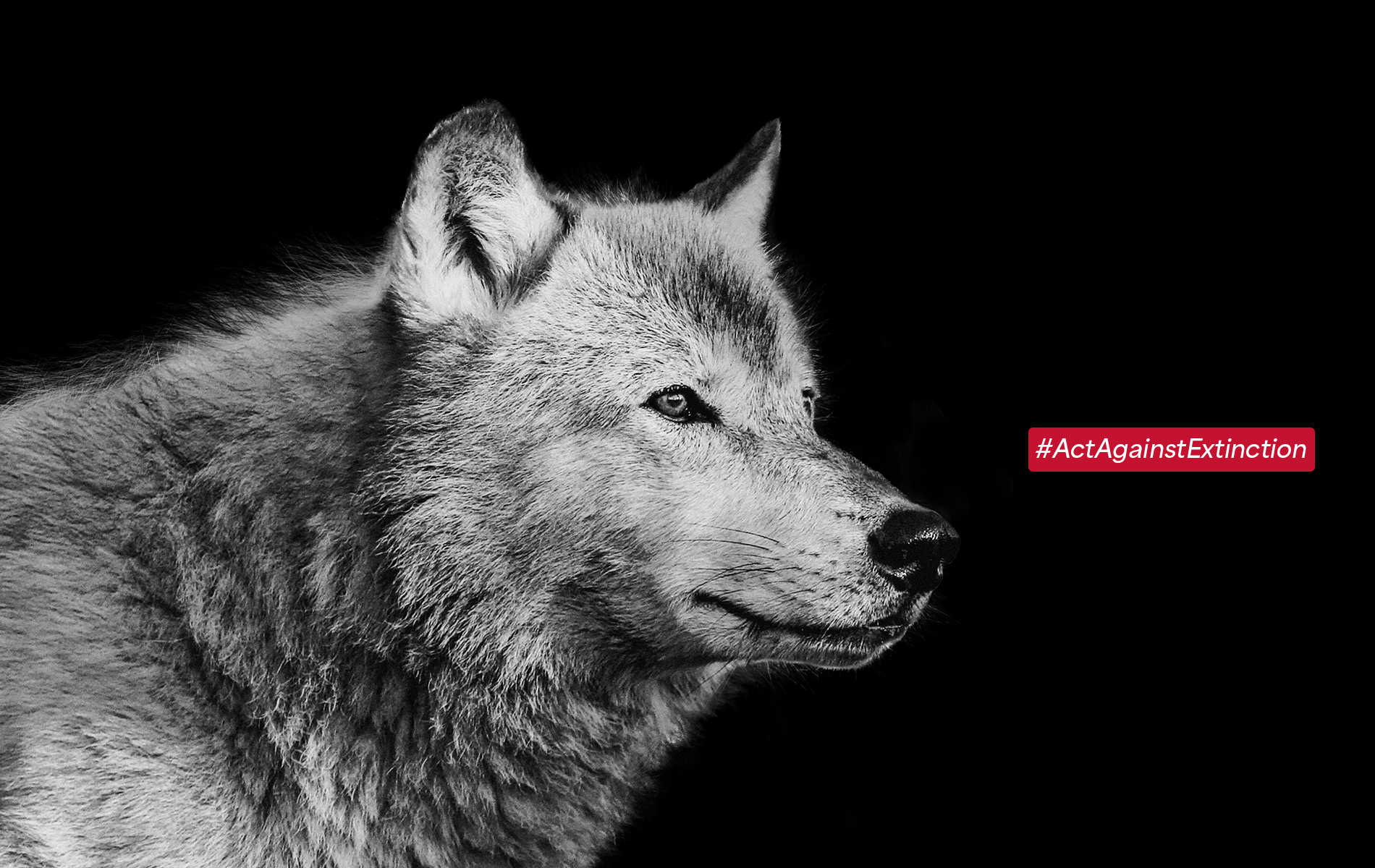 Species Under Siege: Why the Endangered Species Act is in Congressional ...