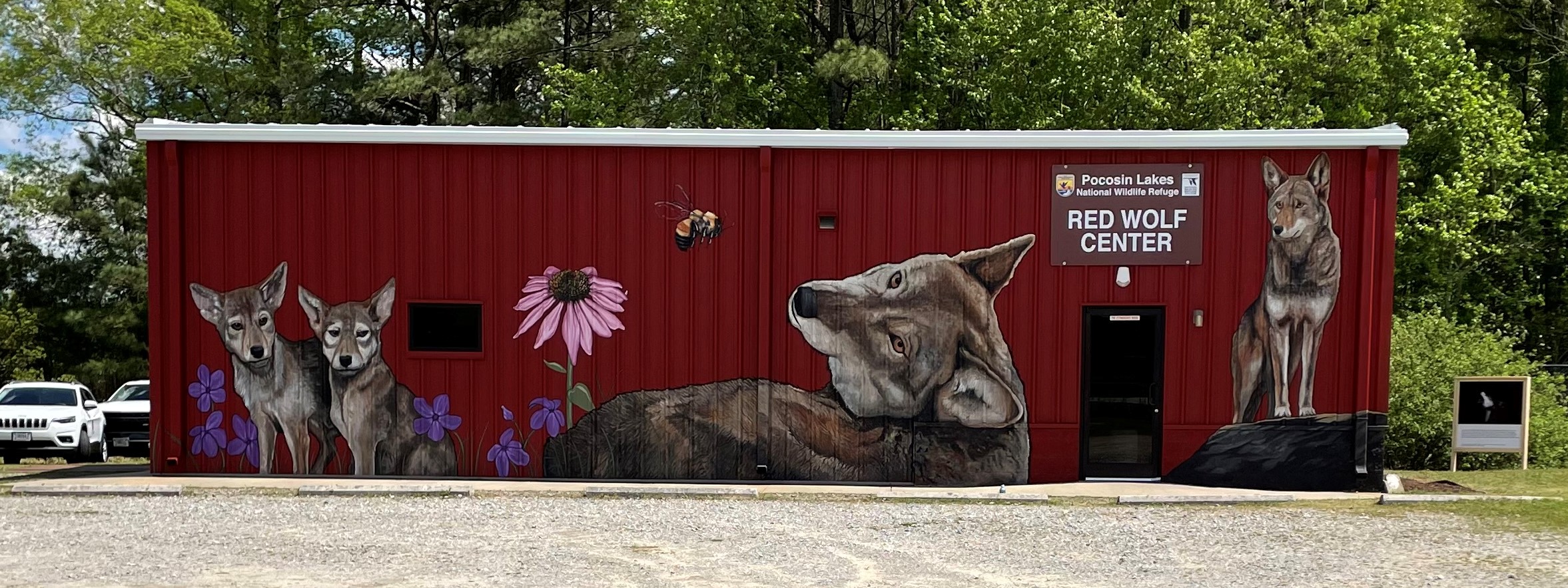 Repainting the Picture for Red Wolves and Wildlife | Defenders of Wildlife