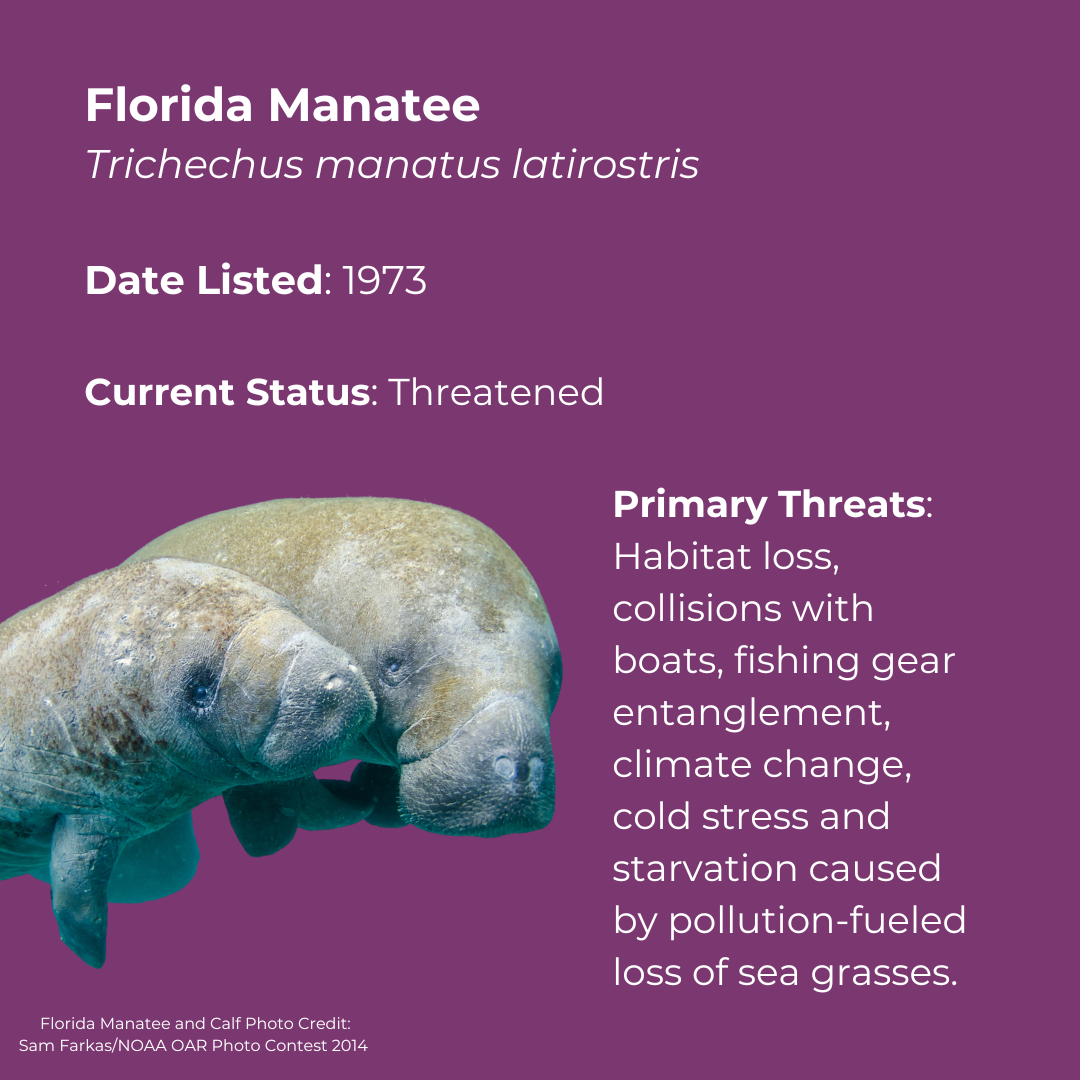 Happy 50th Anniversary to the Endangered Species Act! | Defenders of ...