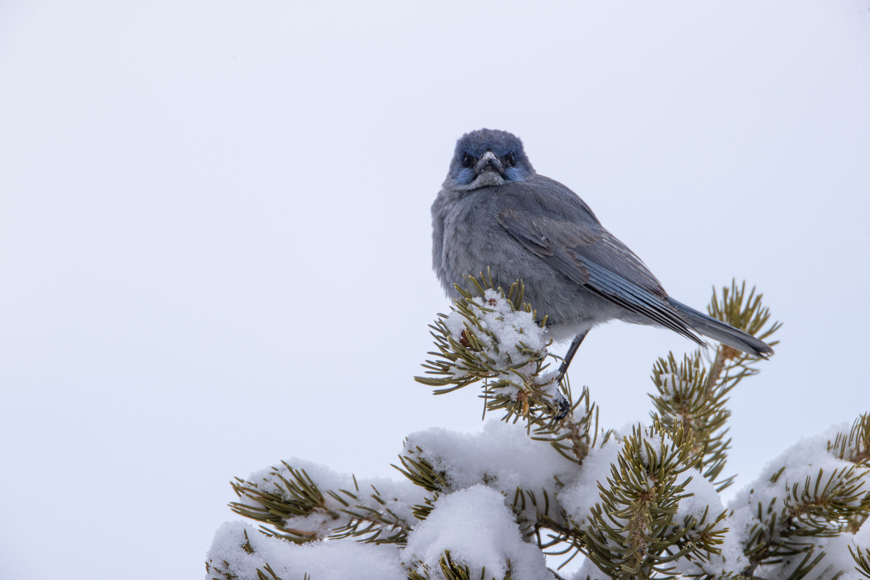 Private Landowners Protecting Pinyon Jays | Defenders of Wildlife