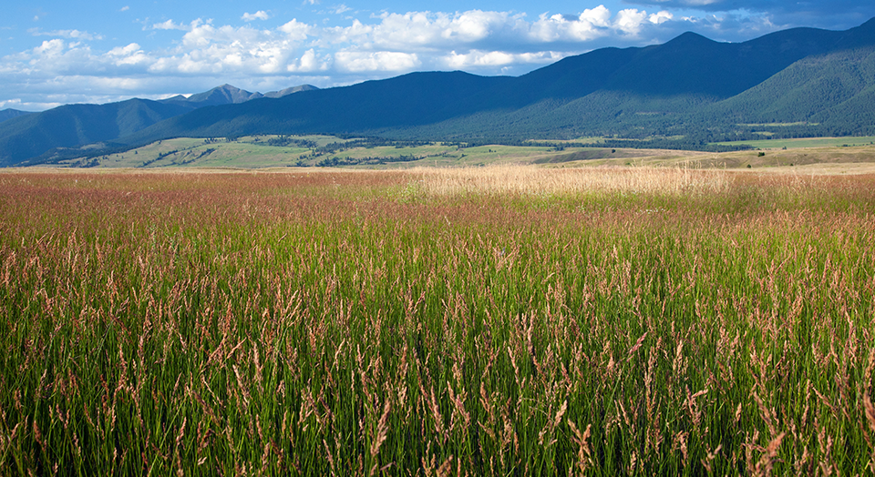 What Is Habitat Restoration and Why is It Important? | Defenders of ...