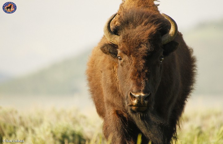 Coexisting with Bison | Defenders of Wildlife