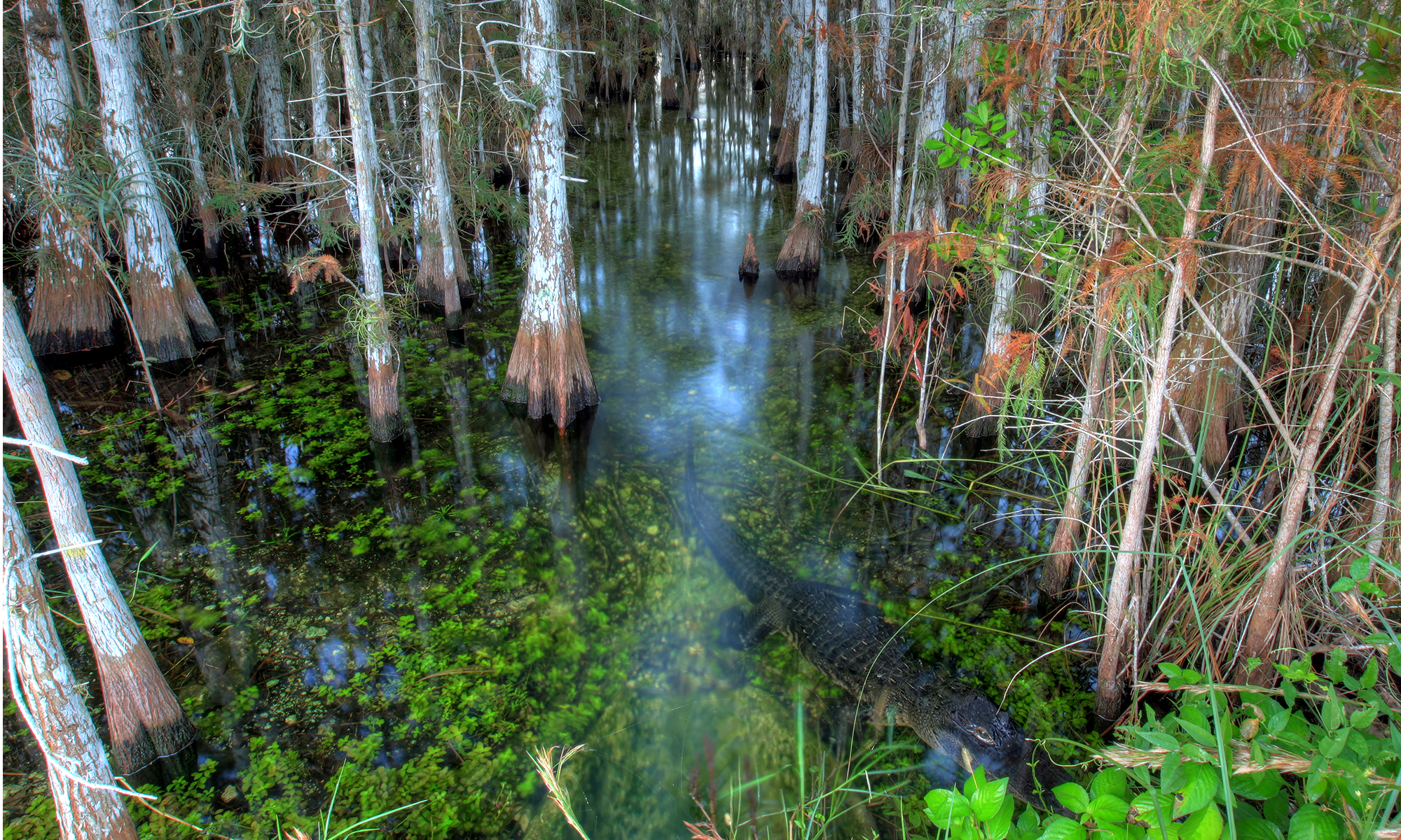 What Is Habitat Restoration and Why is It Important? | Defenders of ...