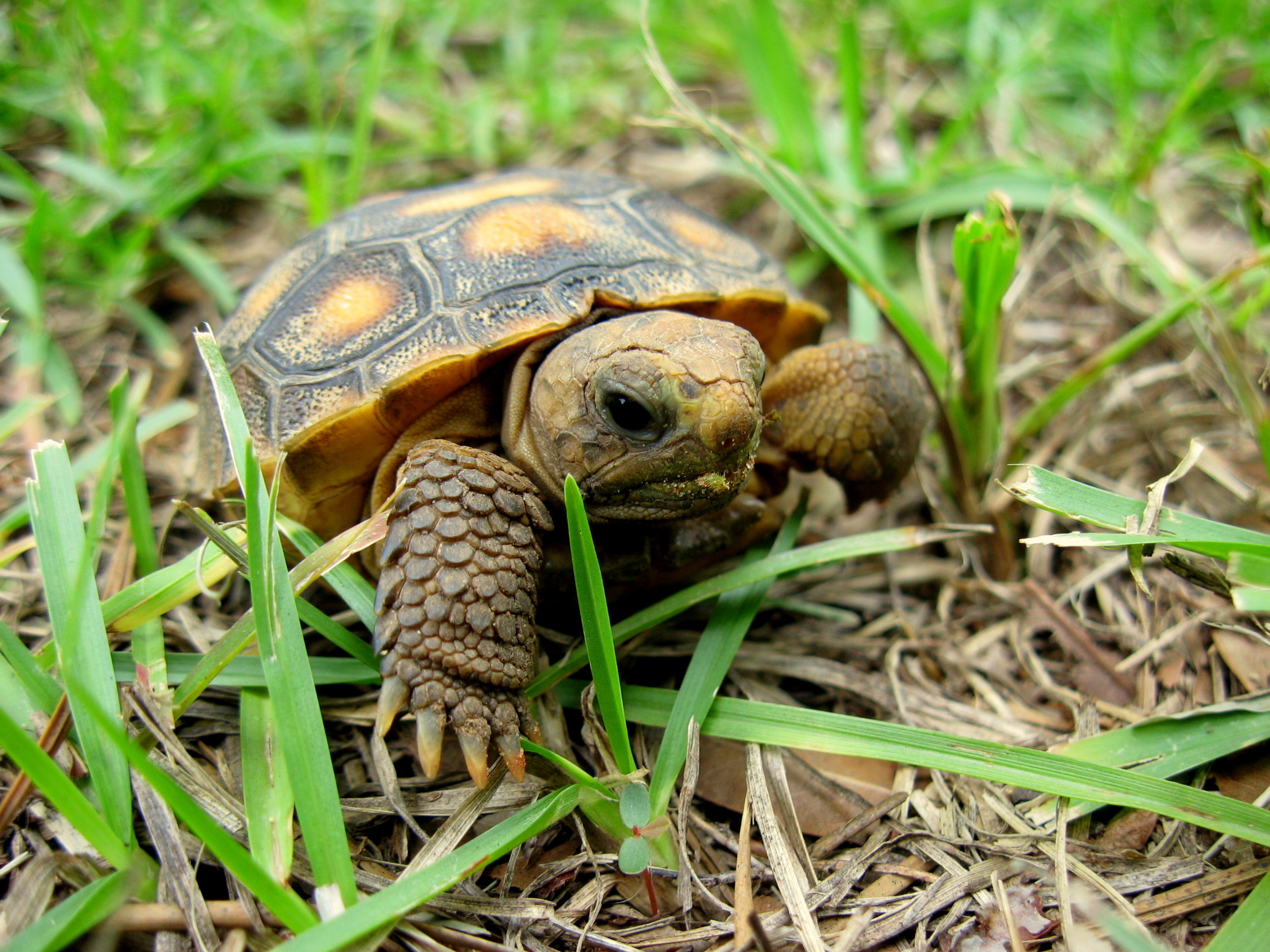 5 Fun Facts about Gopher Tortoises | Defenders of Wildlife