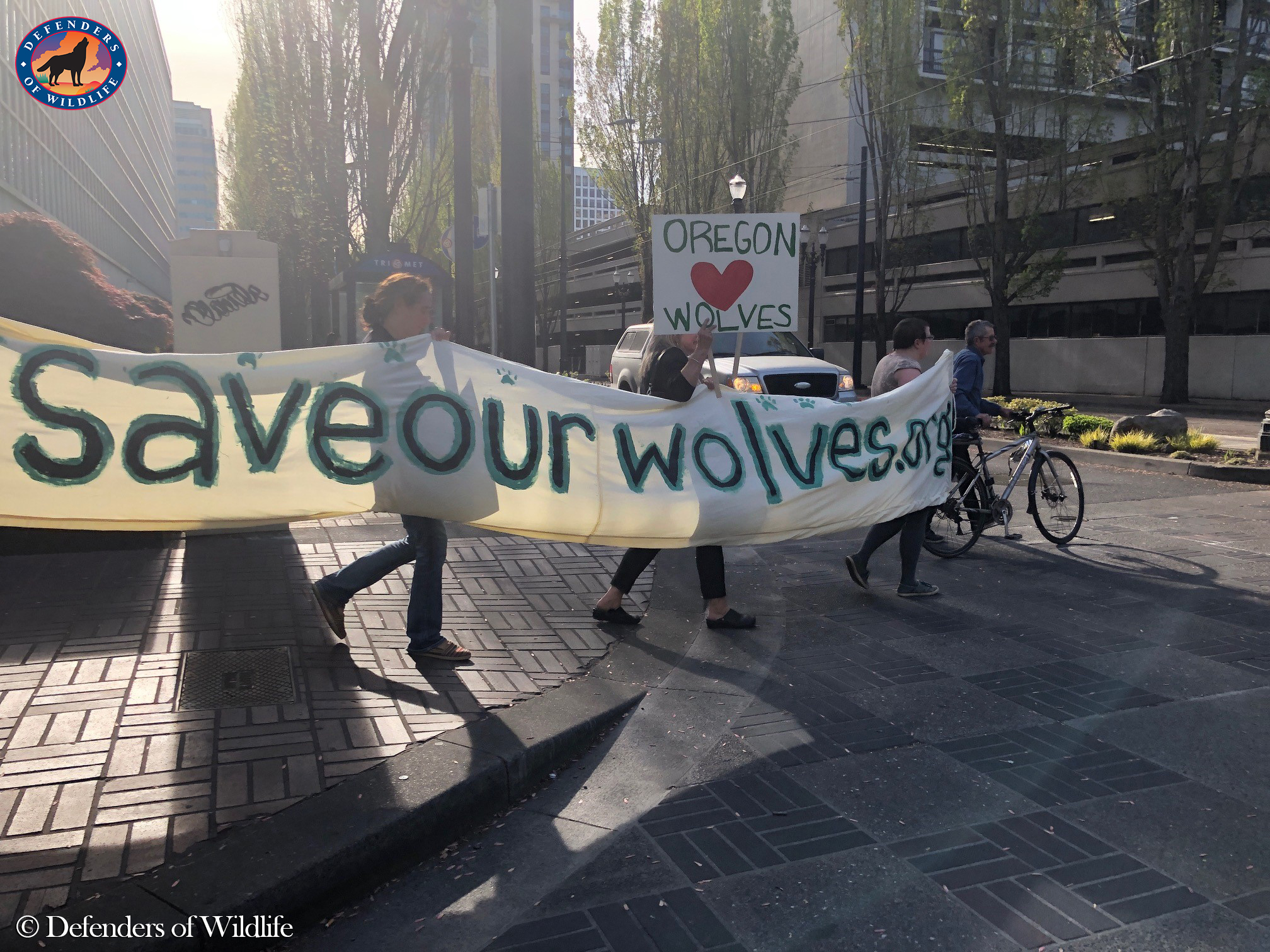 Save Our Wolves | Defenders of Wildlife