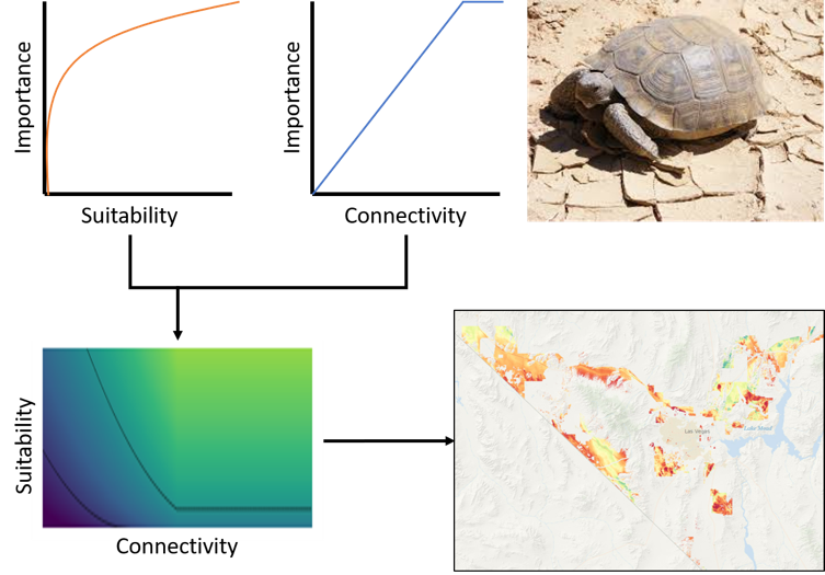 The Tortoise and the Solar Panel | Defenders of Wildlife