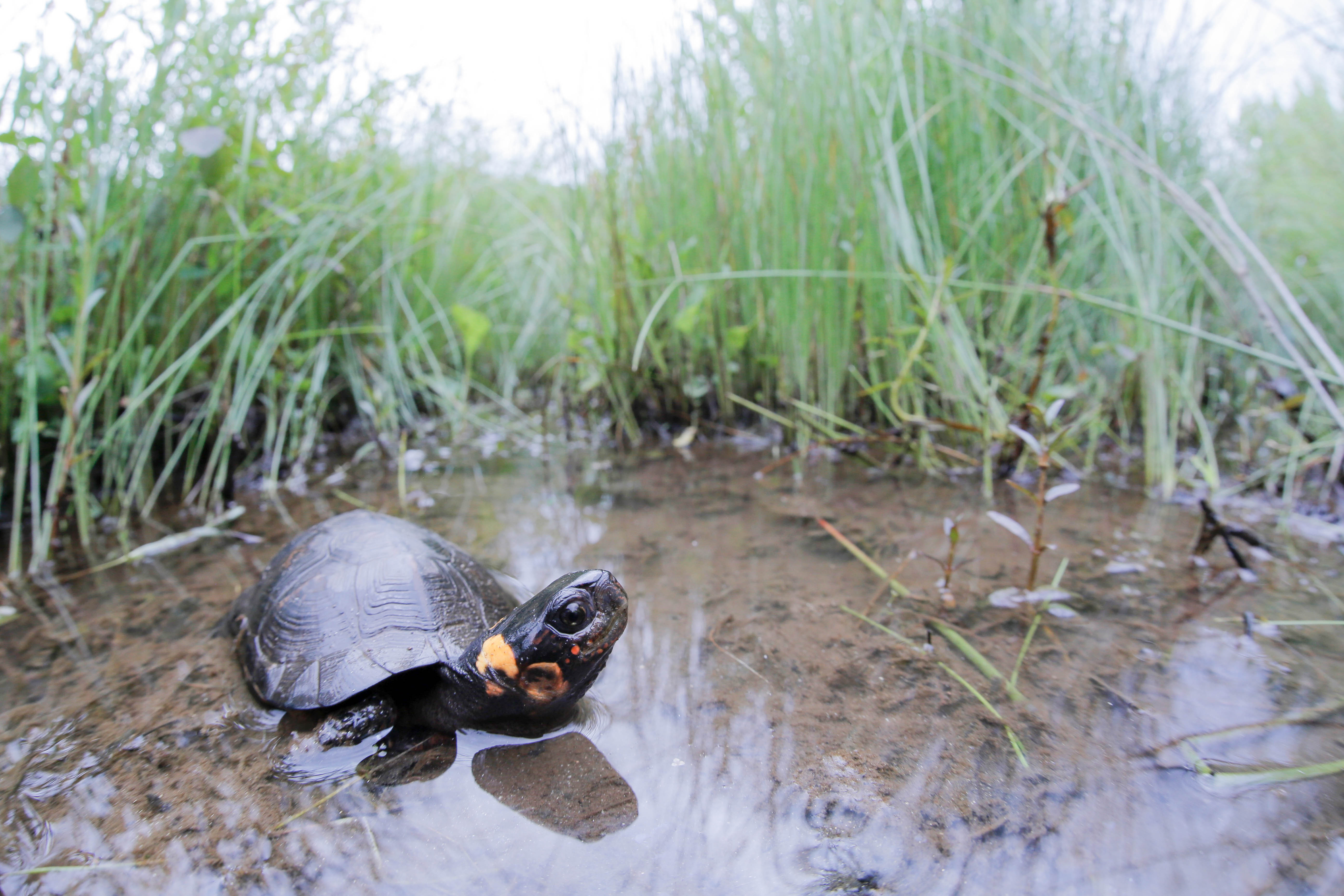 Hatching Hope in the Mountain Bogs | Defenders of Wildlife
