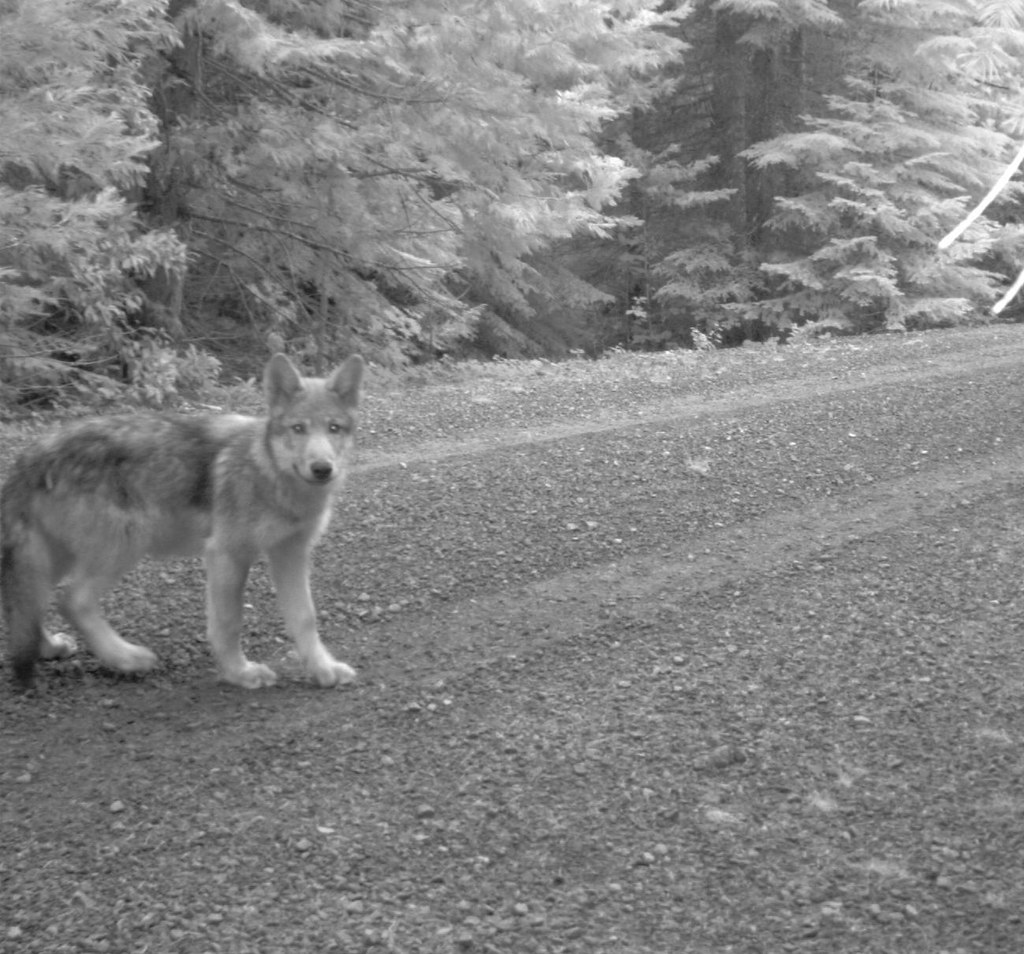 25 Reasons to Celebrate the Return of Wolves | Defenders of Wildlife