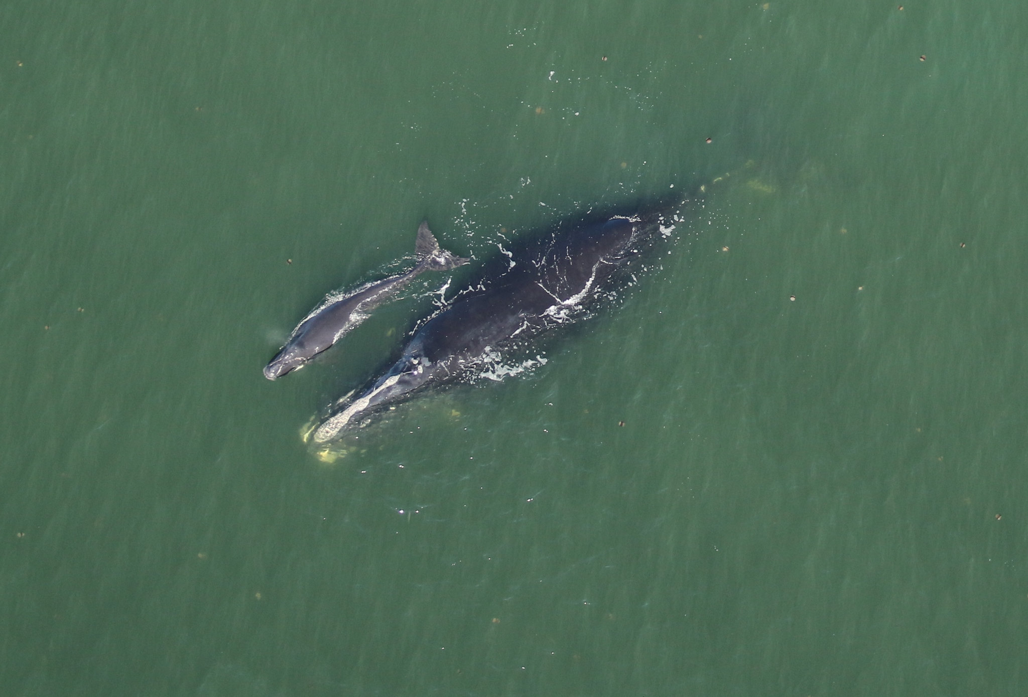 A Tale of Two Whales | Defenders of Wildlife