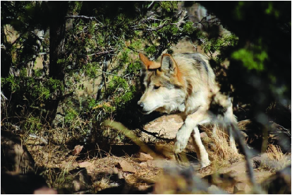 Celebrate Lobo Week with Hope for Mexican Gray Wolves | Defenders of ...