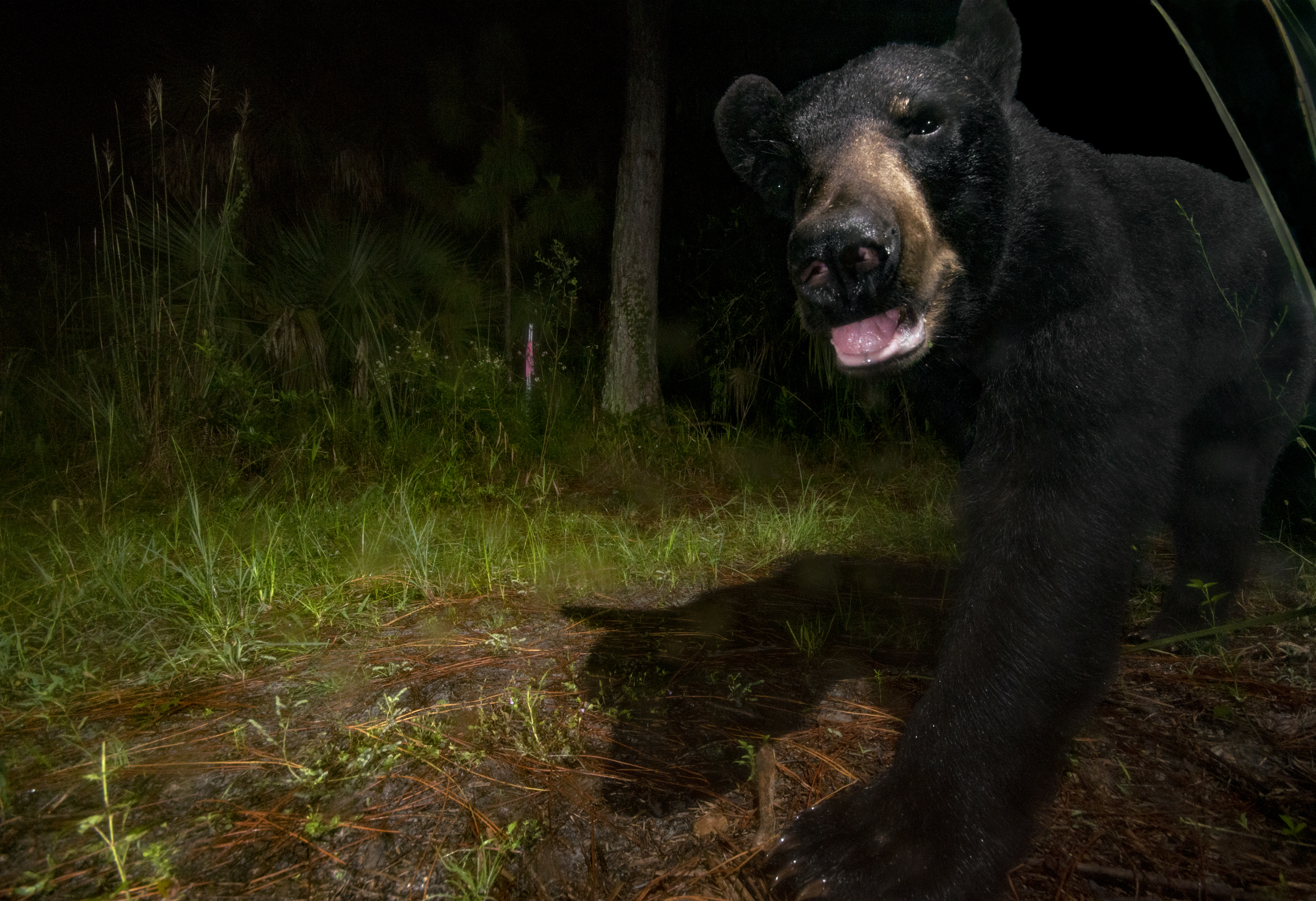 Conserve Wildlife with a New Florida License Plate | Defenders of Wildlife
