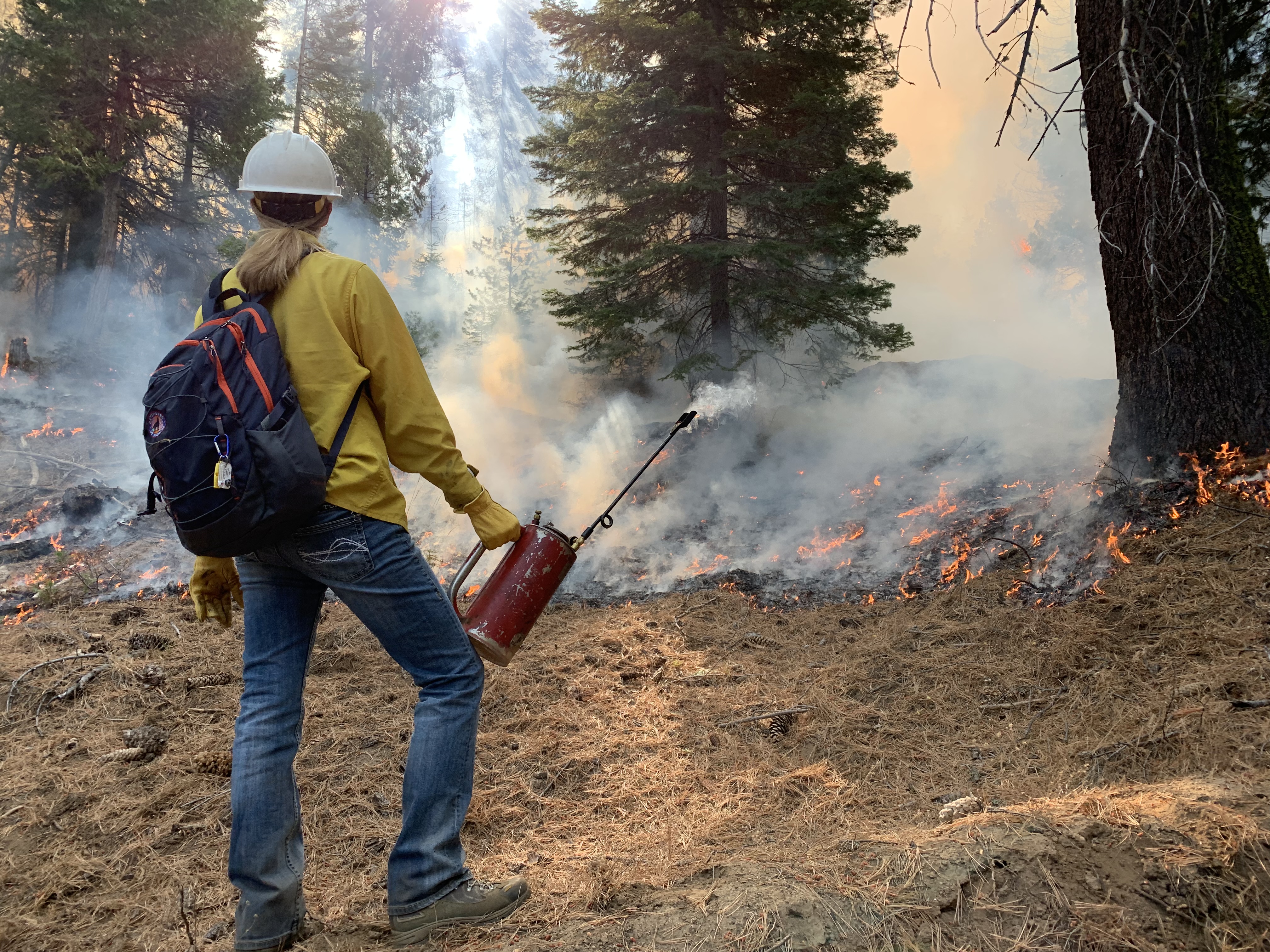 Fire-Adapted: Plants and Animals Rely on Wildfires for Resilient ...