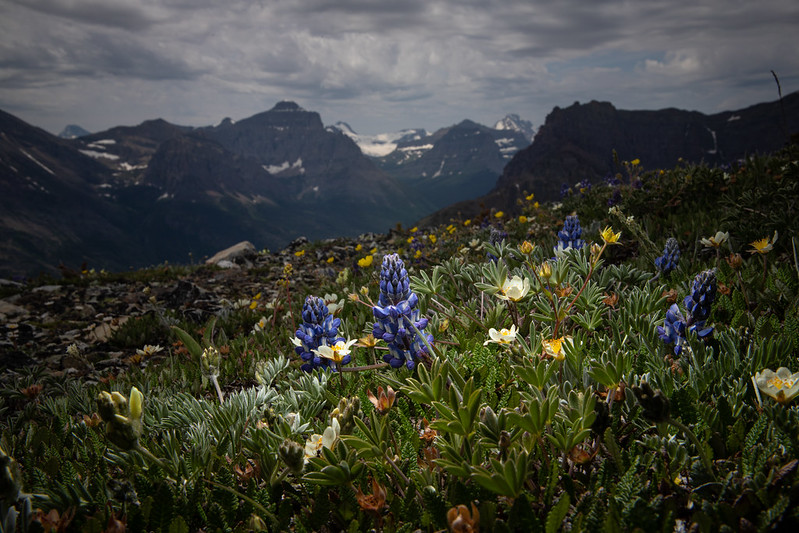 What is Biodiversity and Why Does it Matter? | Defenders of Wildlife