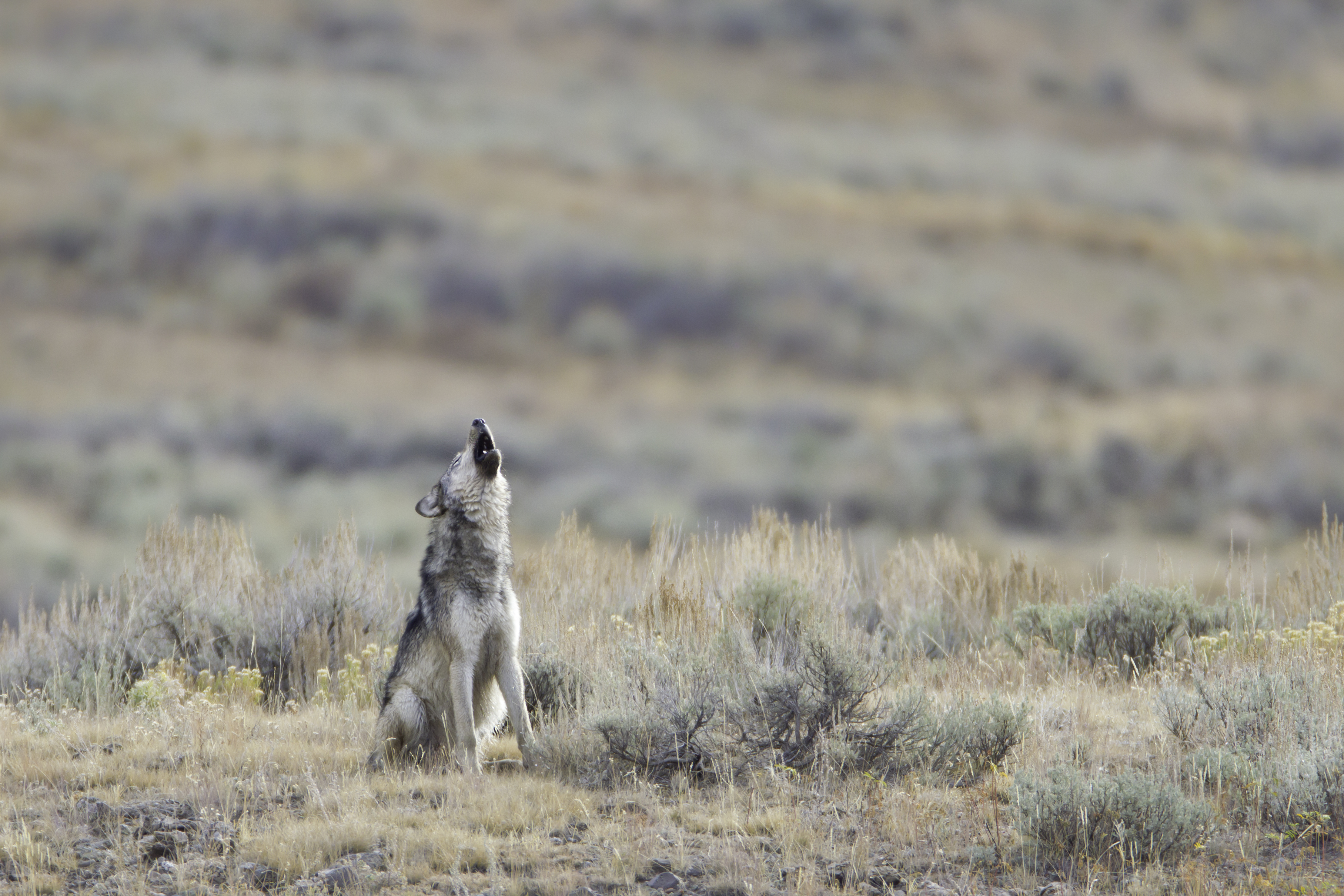 Why We Love Nature: The Inspiring Stories of Defenders of Wildlife ...