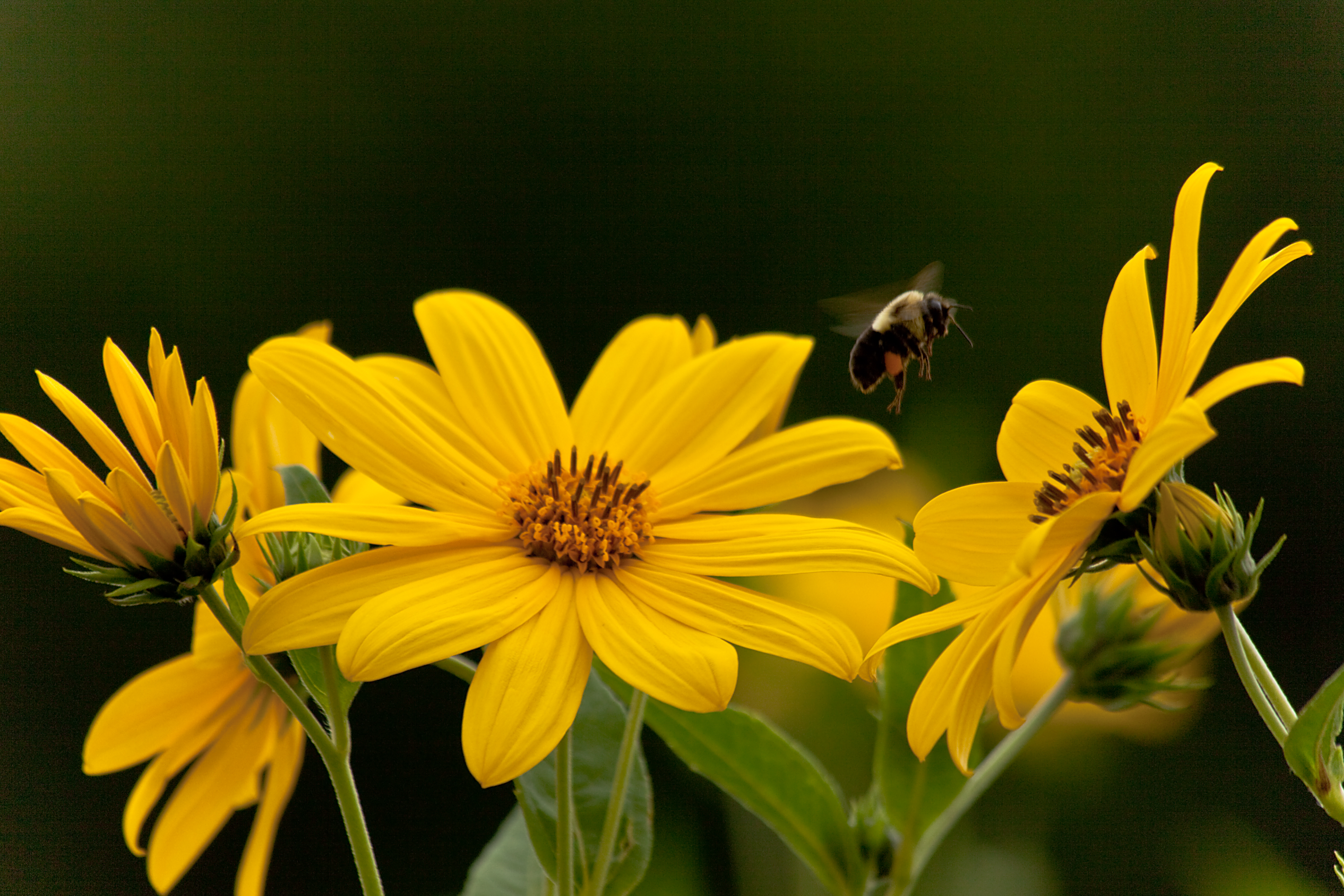 Bee is for Biodiversity | Defenders of Wildlife