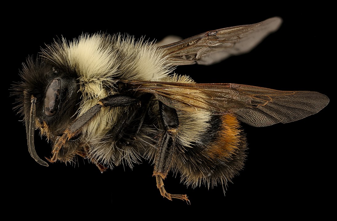 Bee is for Biodiversity | Defenders of Wildlife