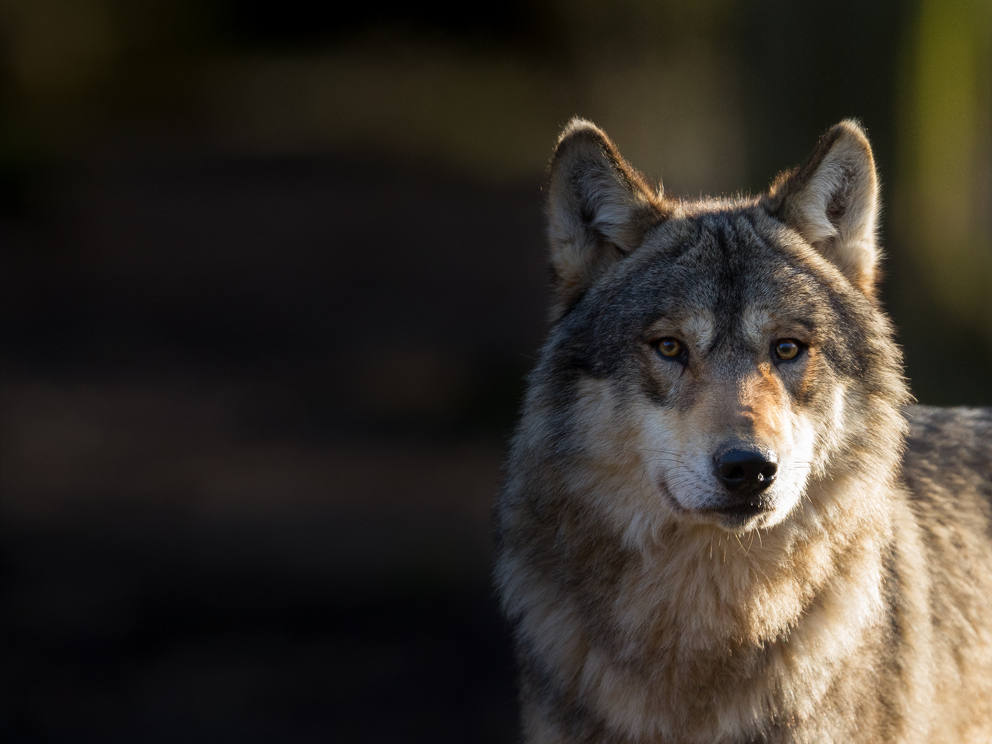 Lawsuit Launched to Protect Rare Southeast Alaska Wolf | Defenders of ...