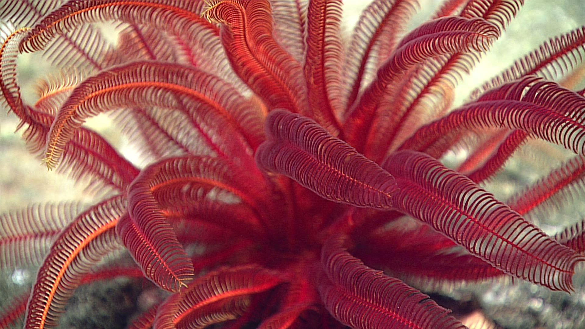 Marianas Trench Marine National Monument Gets a Management Plan ...