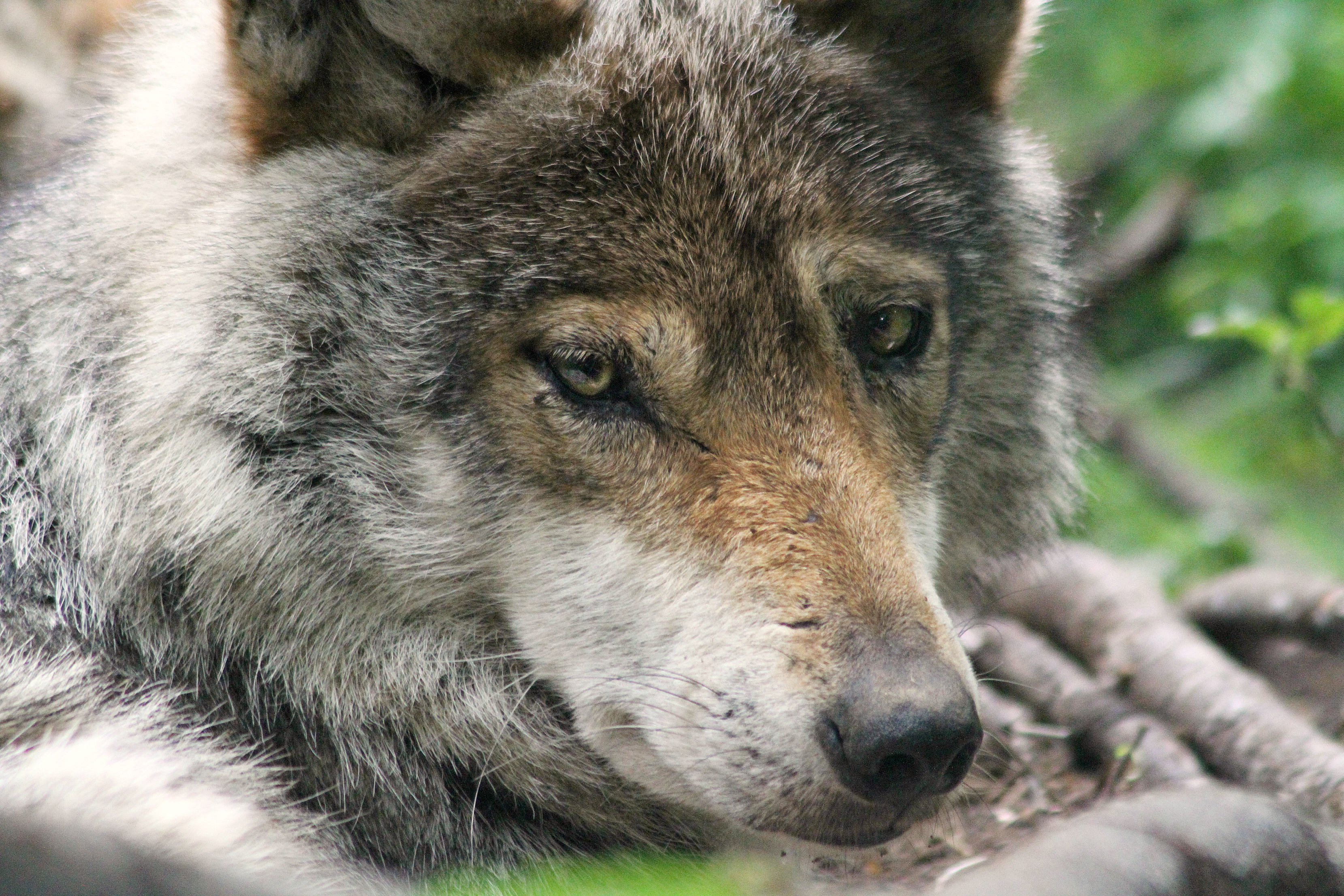 Revised Mexican Gray Wolf Recovery Plan Addresses Poaching | Defenders ...