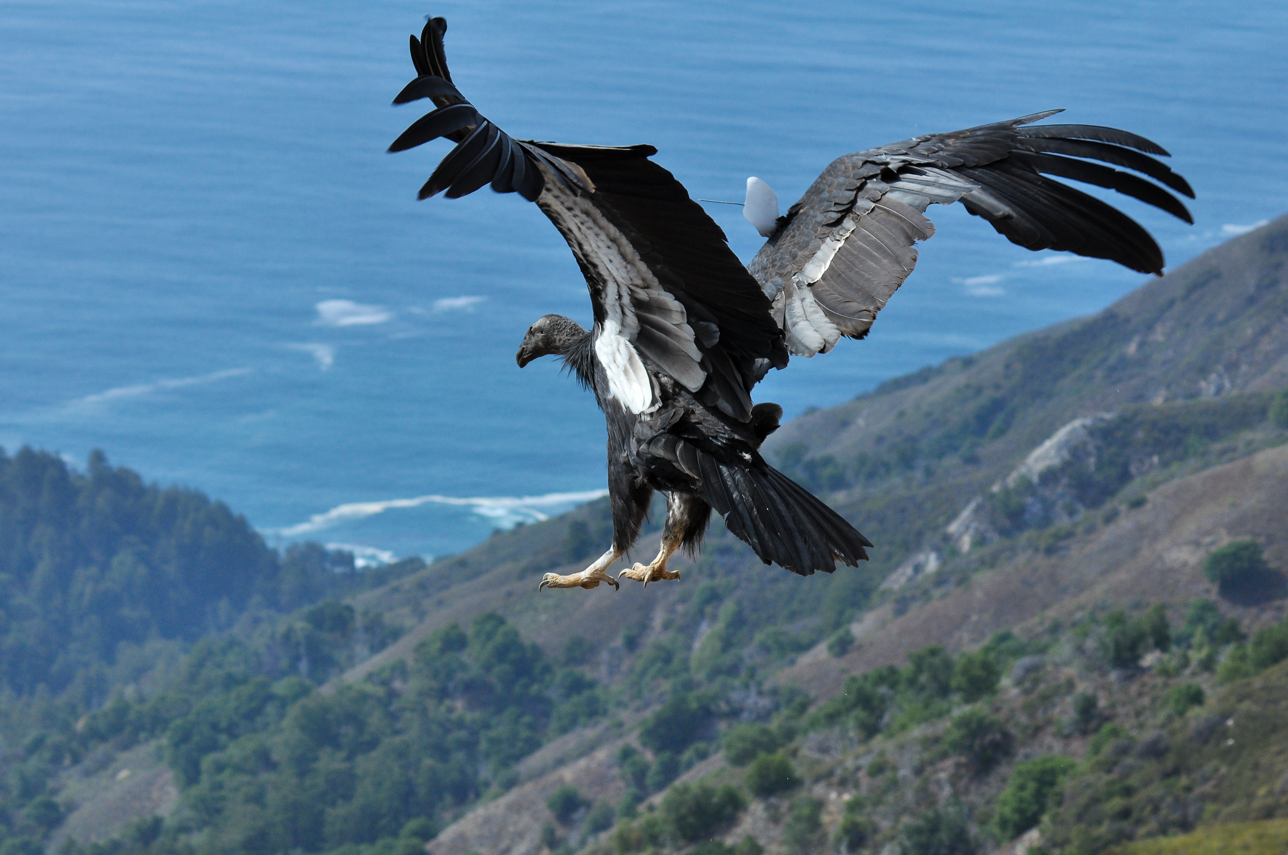 California Condors: It Takes a Village to Save a Species | Defenders of ...