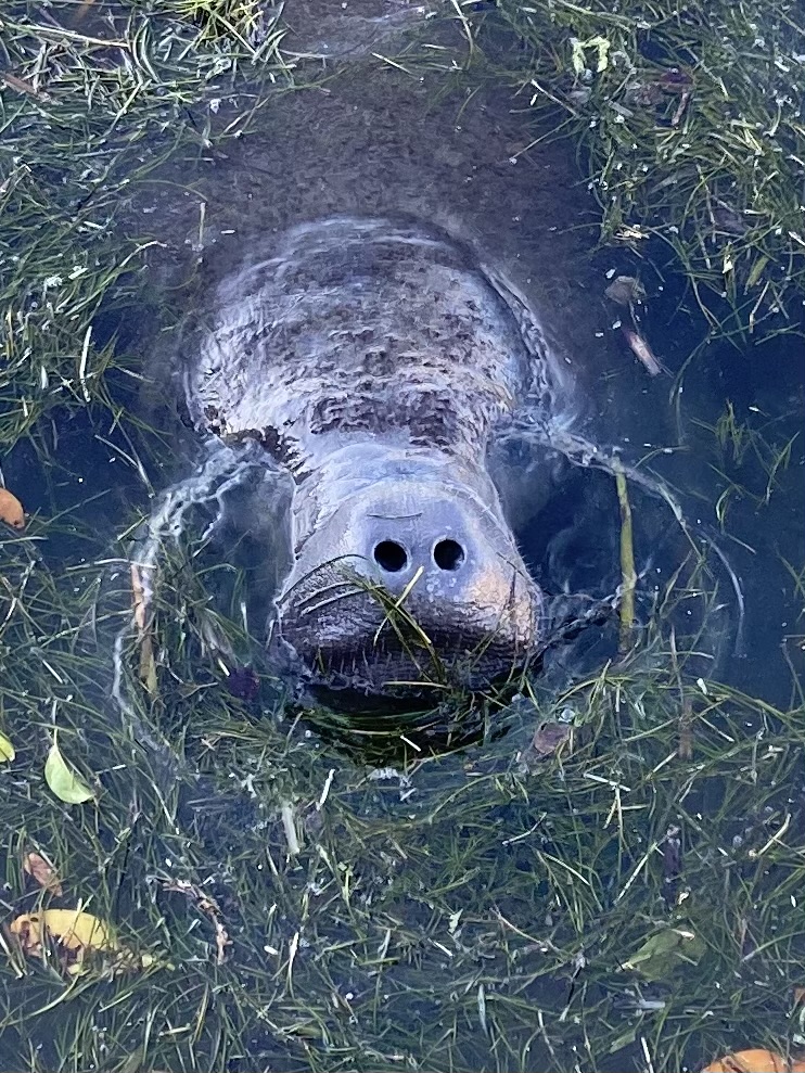 A Remarkable Manatee Sighting Stirs Hope | Defenders of Wildlife