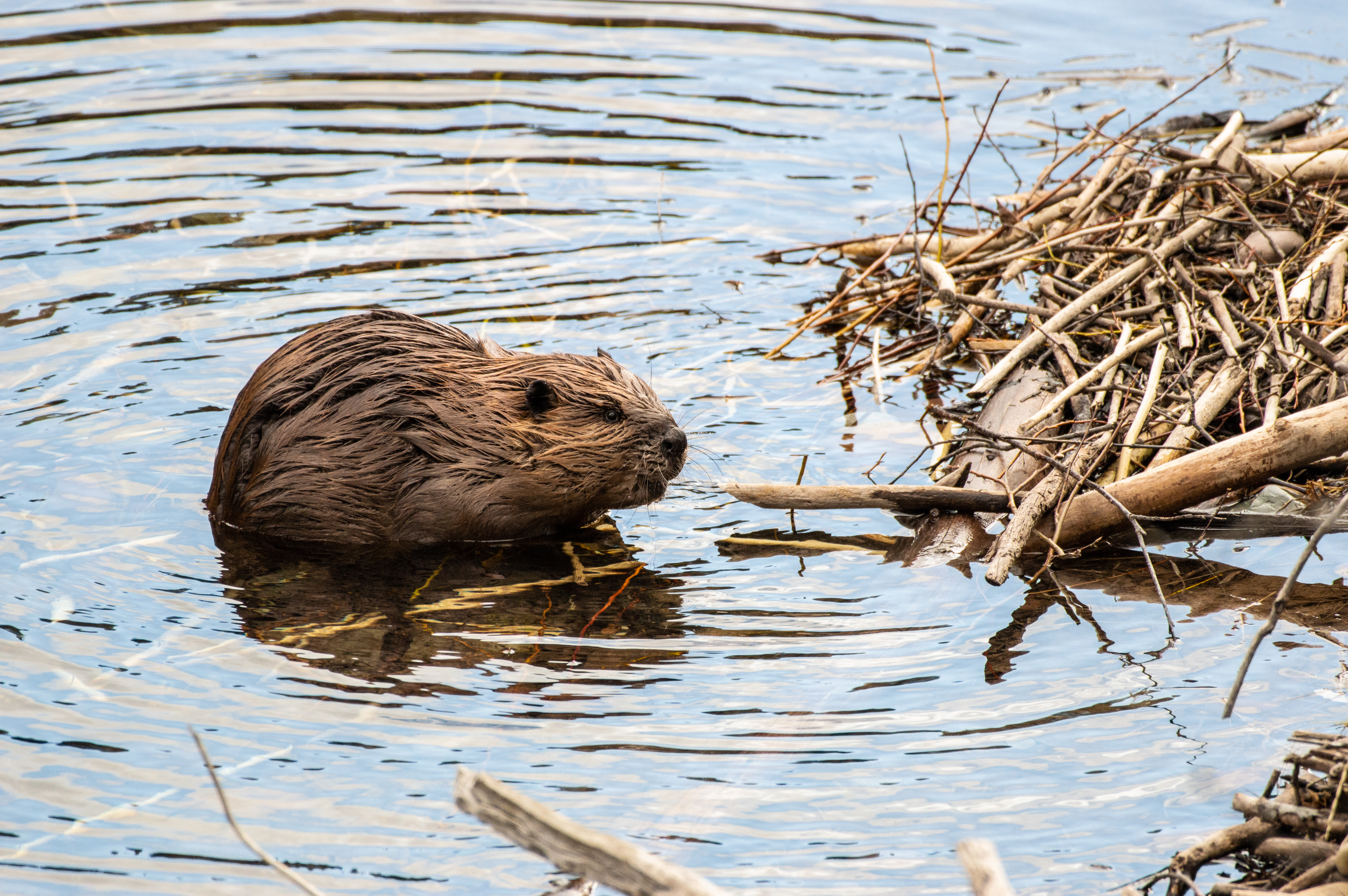 Traditional Farming Communities Coexist with Beavers | Defenders of ...