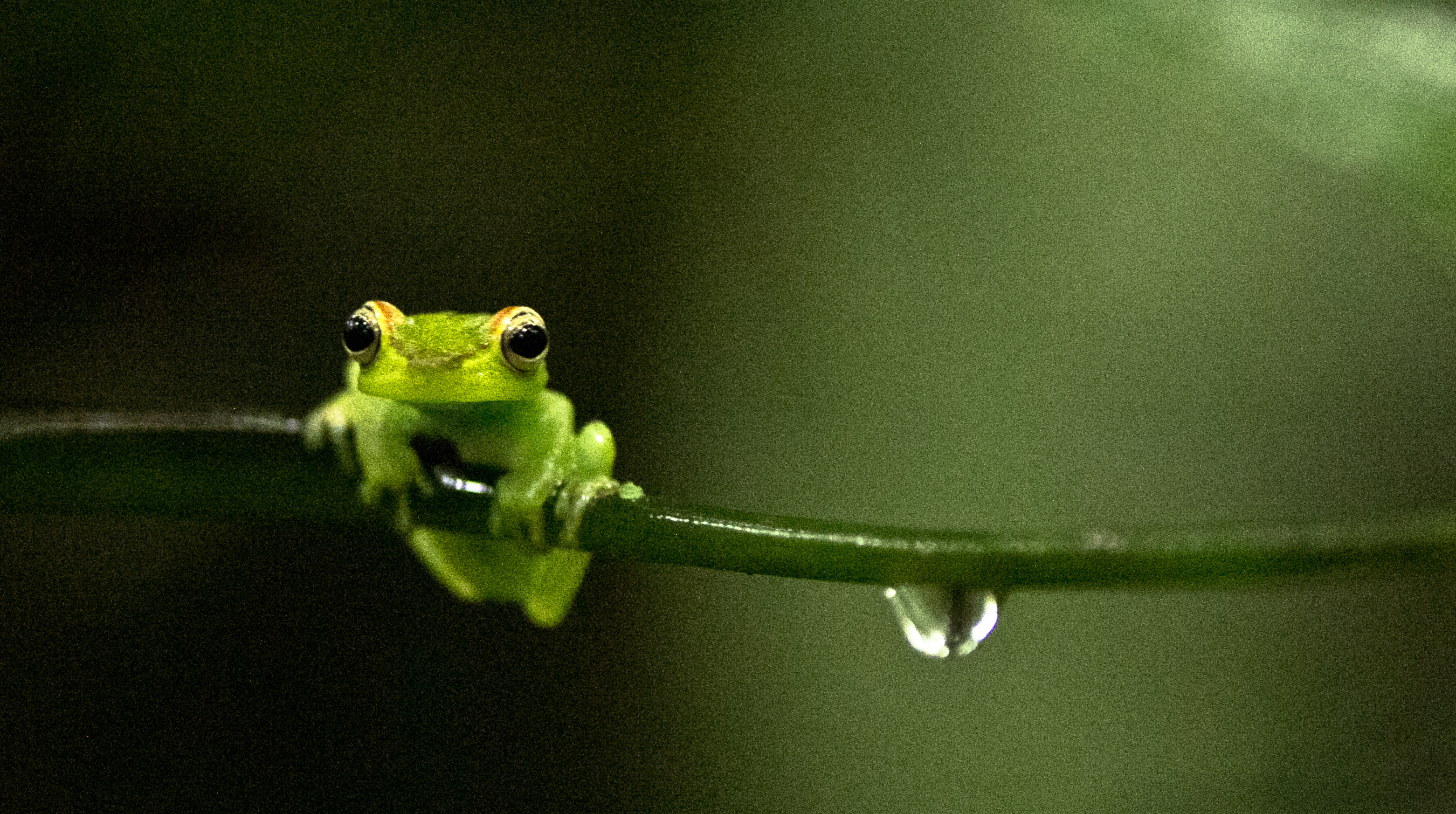 Glass Frog Proposal Moves Forward To Full Adoption at CITES After ...