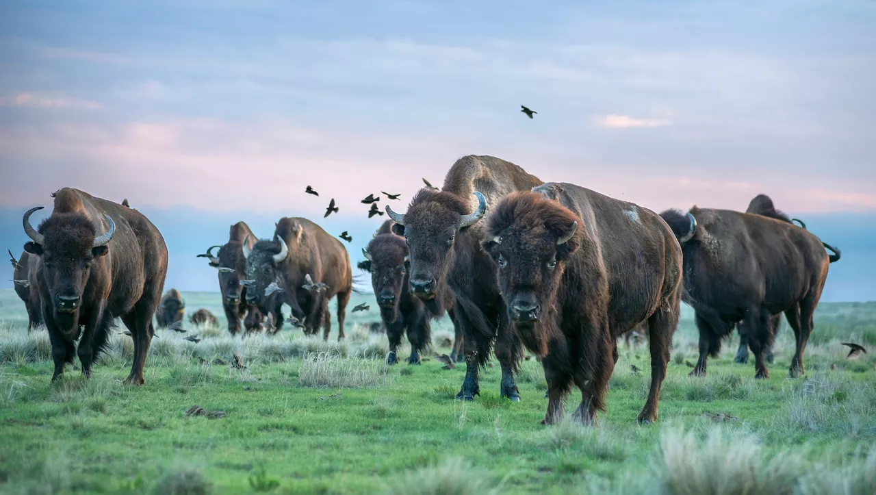 Bison | Defenders of Wildlife