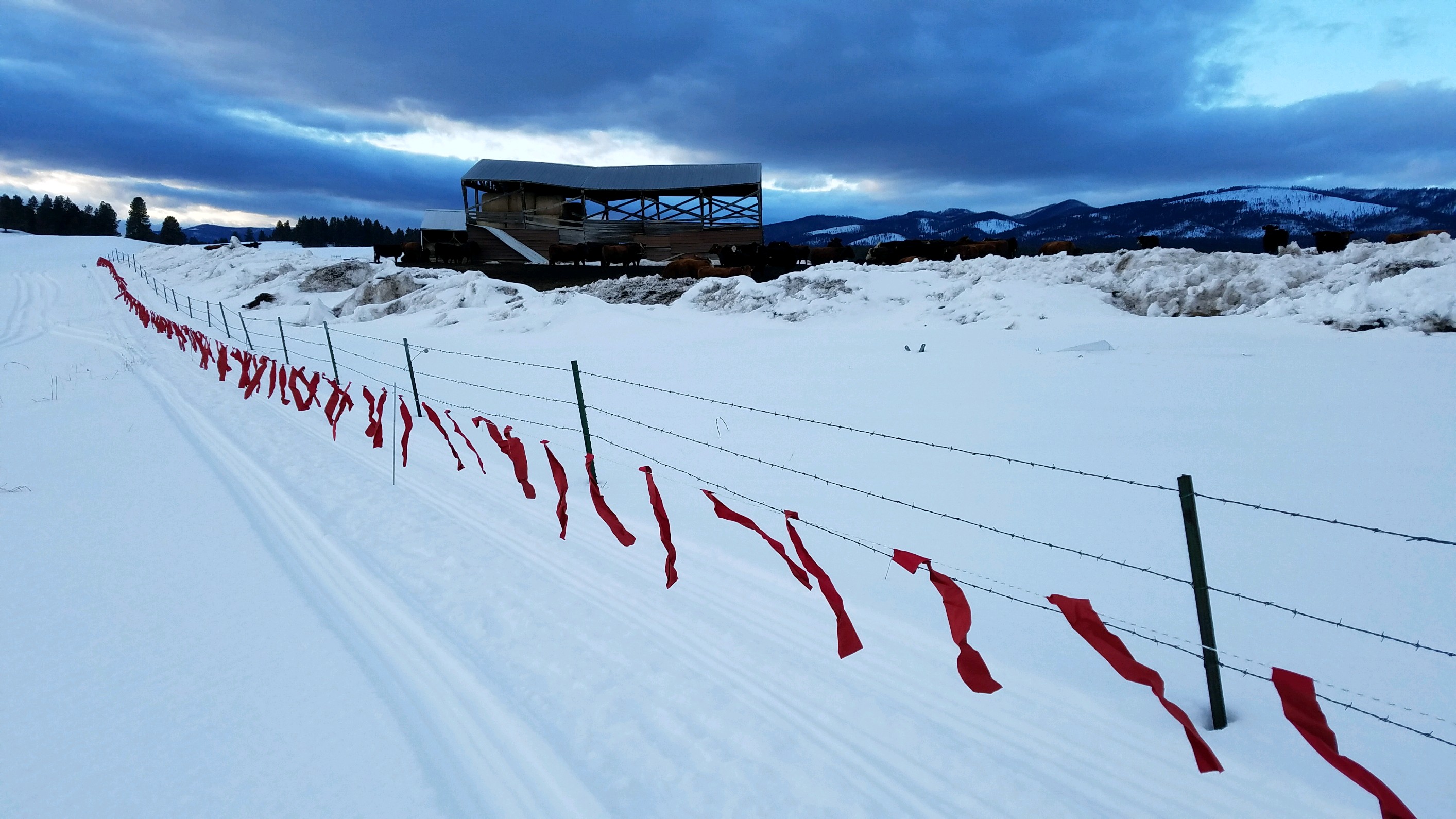 La Verdad Sobre los Lobos en Montana | Defenders of Wildlife