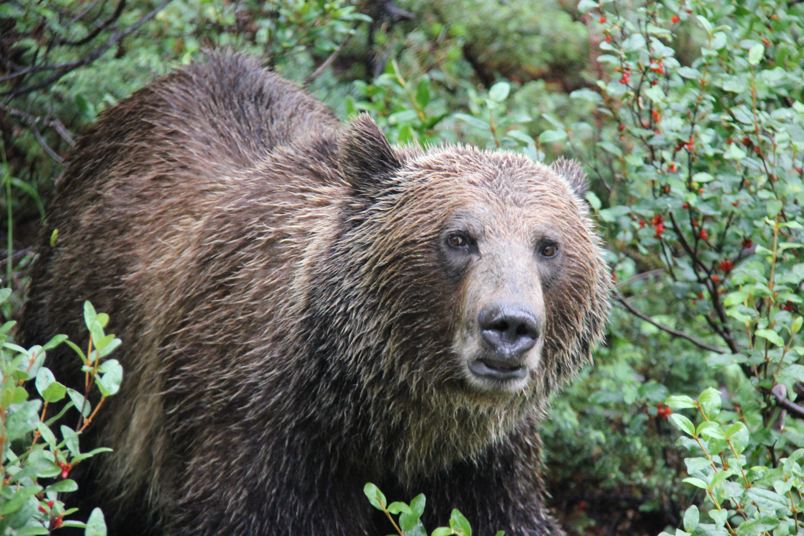 Conserving Wolves, Grizzlies and Orcas in the Northwest | Defenders of ...