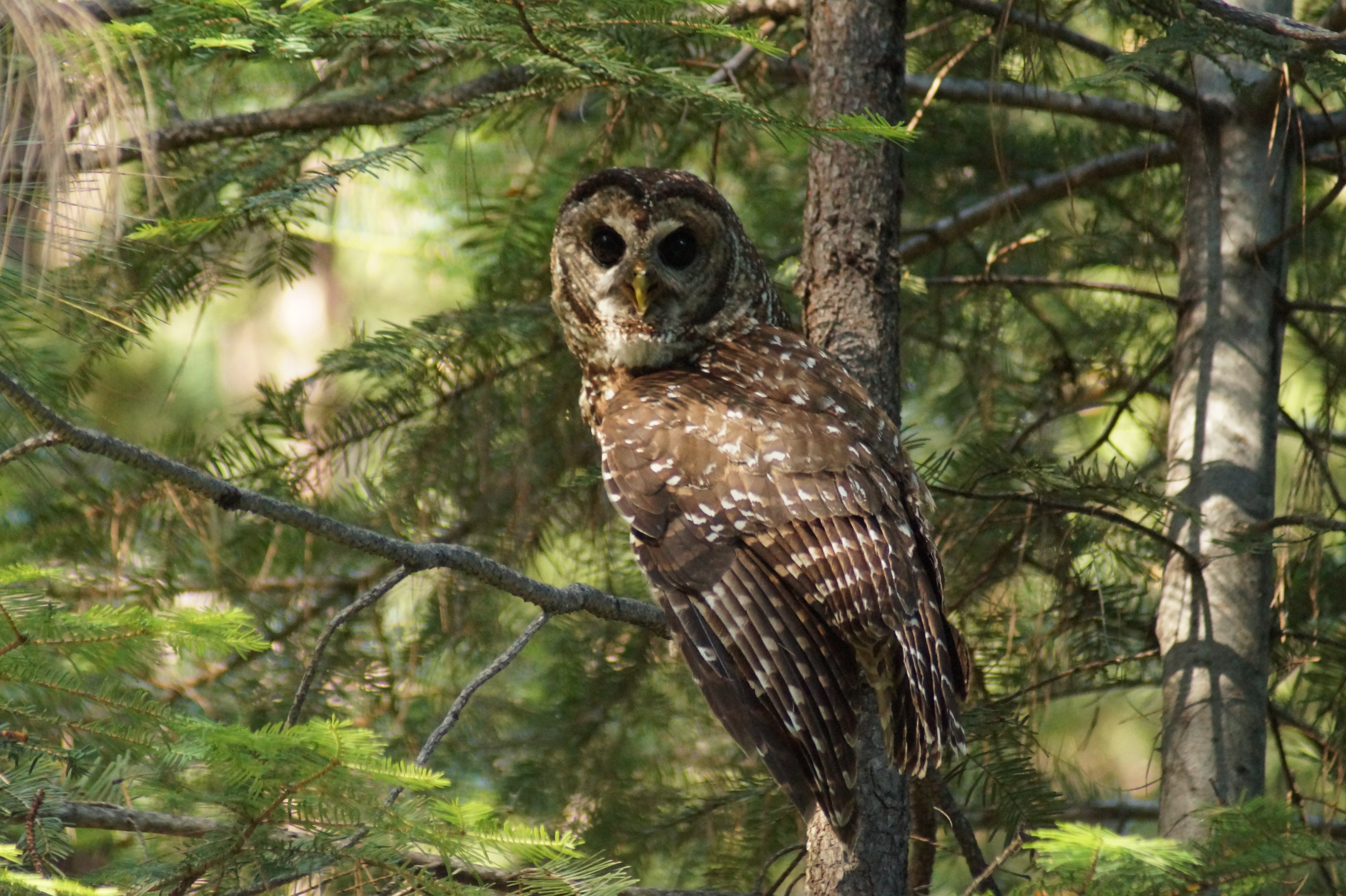California Spotted Owl Gets Endangered Species Act Protections After 23 ...