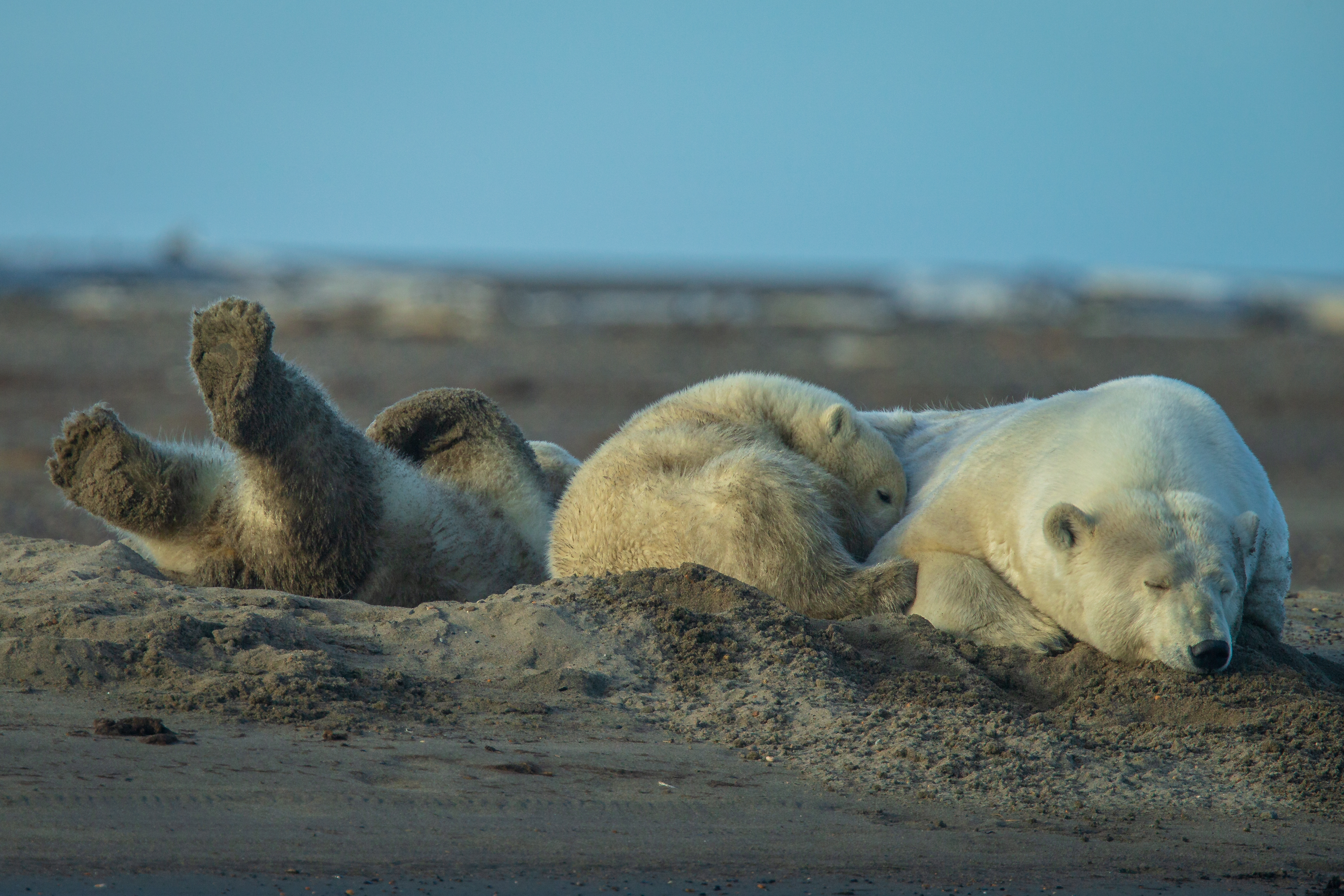 Stop Oil and Gas from Pushing Polar Bears to the Edge of Extinction ...