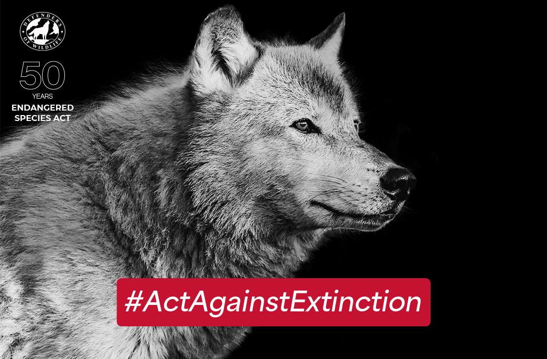How is a Species Added to the Endangered Species List? | Defenders of ...