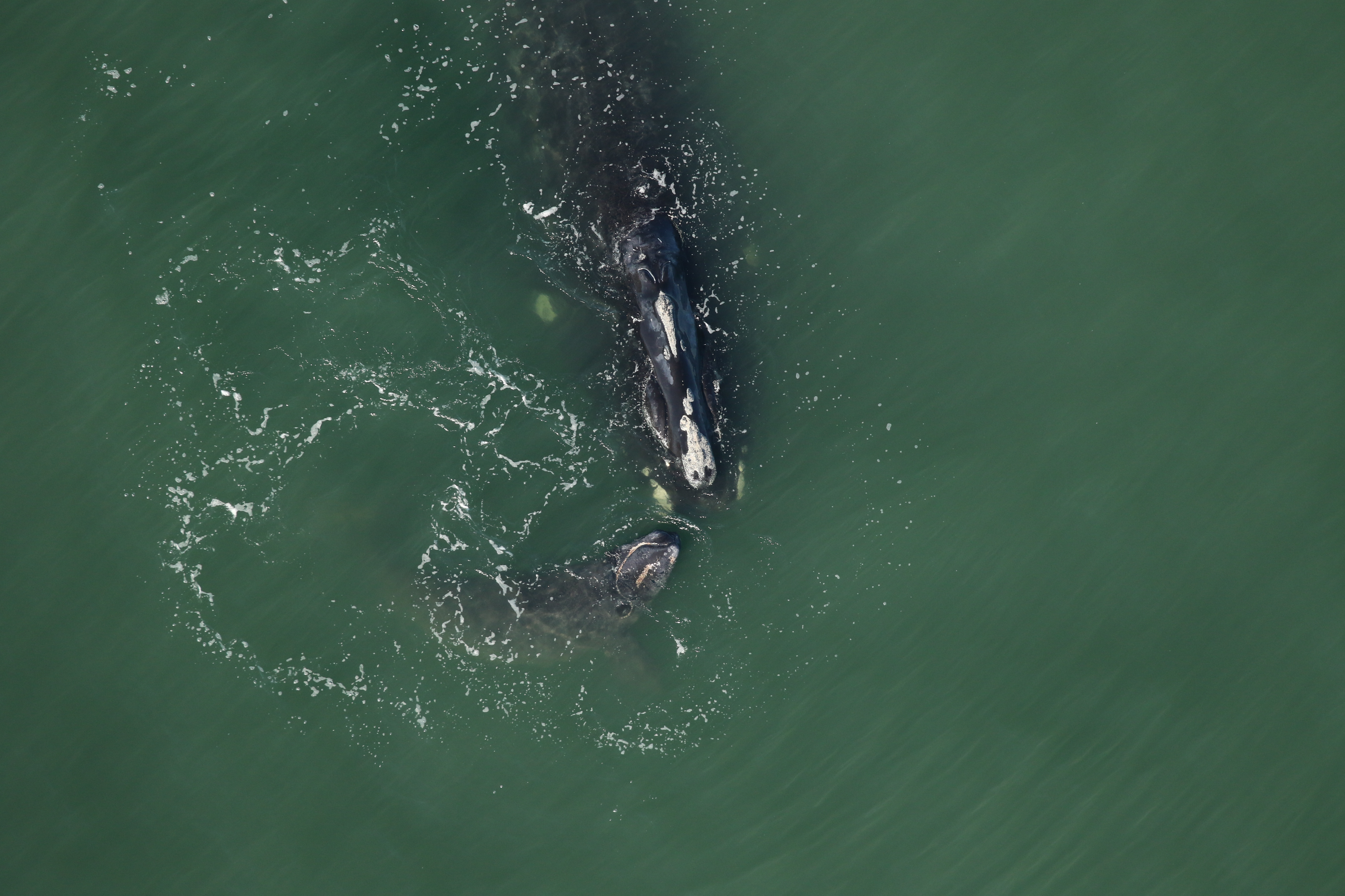 North Atlantic Right Whale Hearing Highlights Dire Threat of Vessel ...